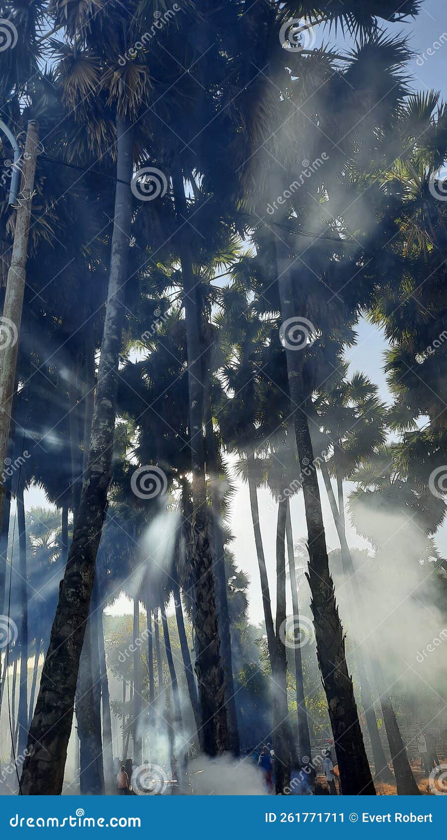 Palm Trees in the Morning Smoke Stock Image - Image of light, frost ...