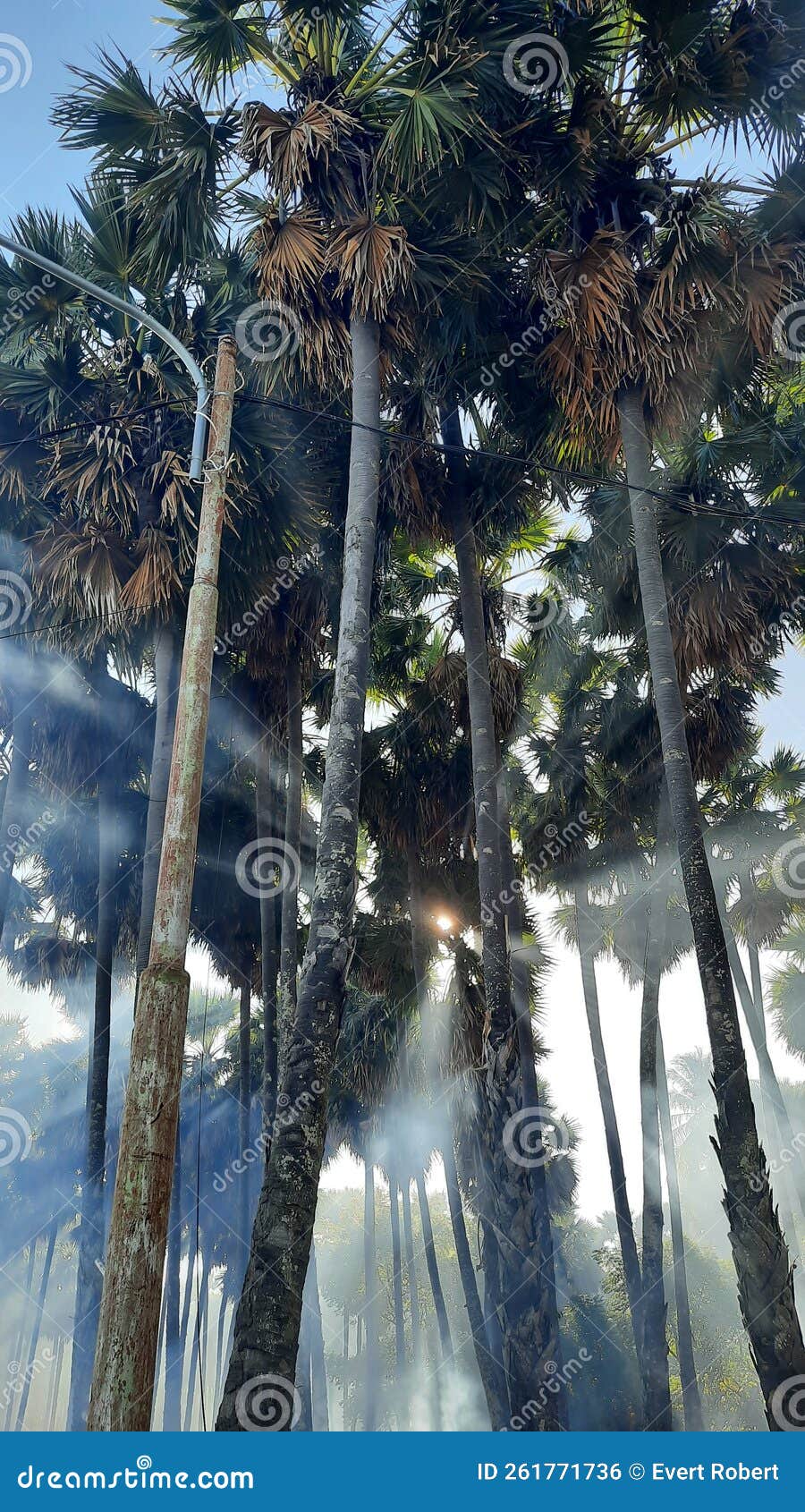Palm Trees in the Morning Smoke Stock Photo - Image of leaf, forest ...