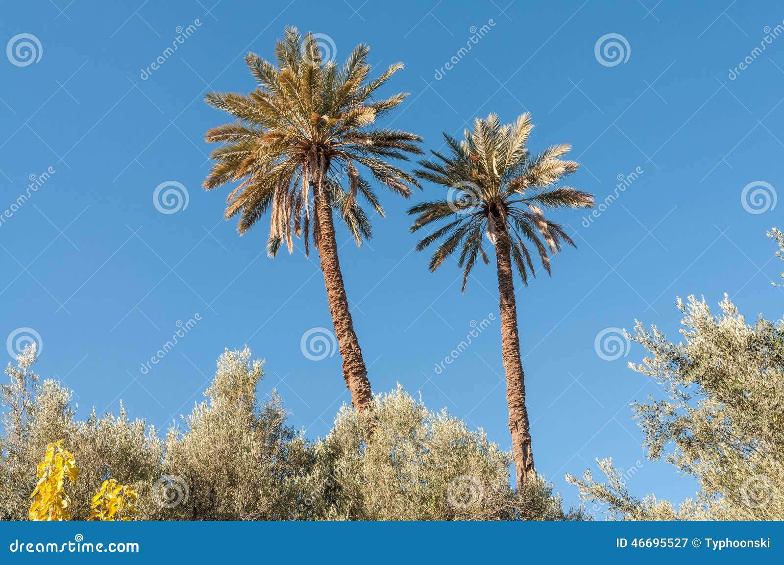 Palm trees in Morocco stock image. Image of africa, travel - 46695527