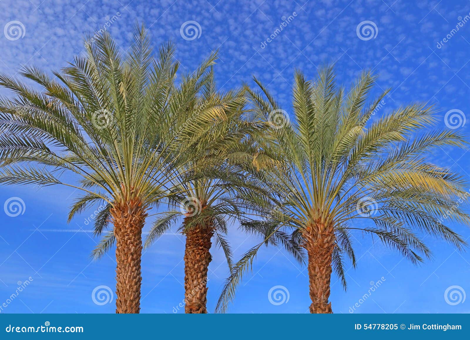 Palm Trees - Mottled Sky stock image. Image of high, leaf - 54778205