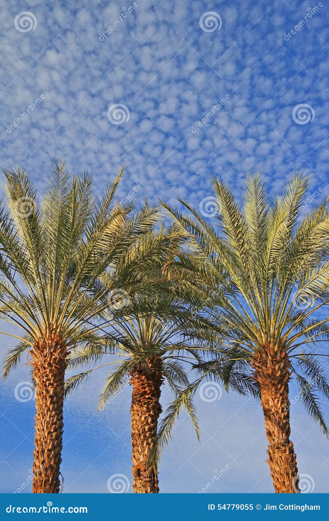 Palm Trees - Mottled Sky stock image. Image of deep, southwest - 54779055