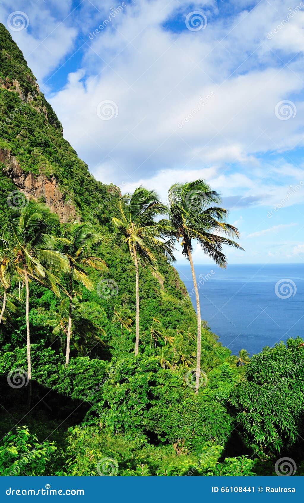 Palm trees by mountain stock image. Image of palm, plants - 66108441