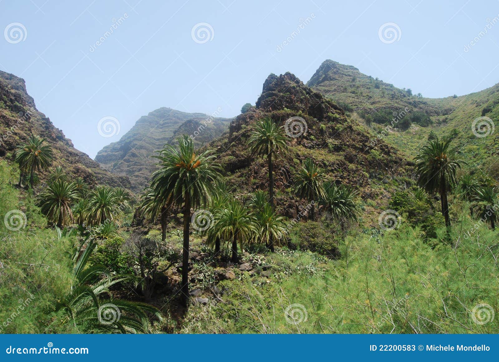 Palm Trees in the Mountains Stock Image - Image of south, atlantic ...