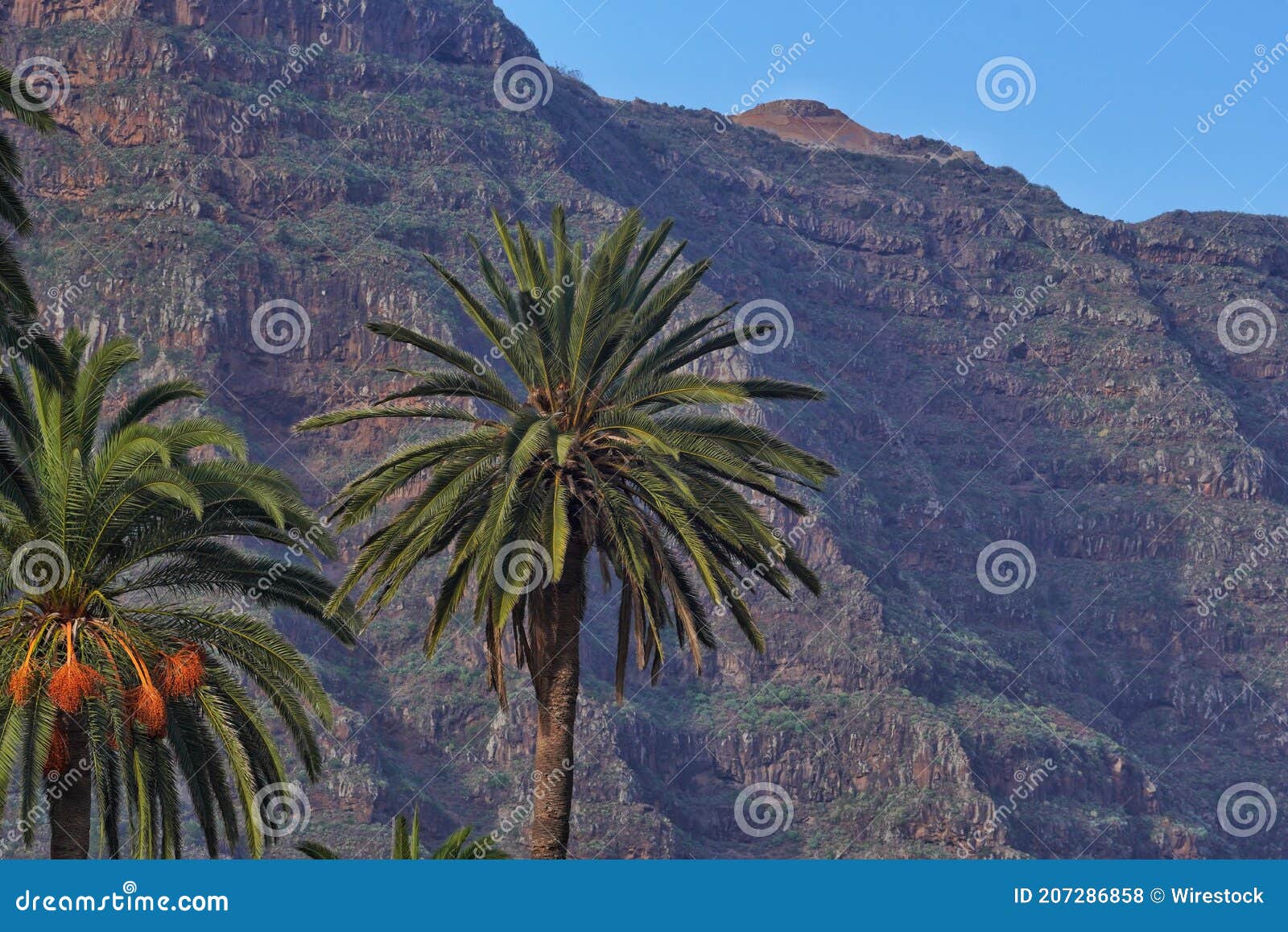 Palm Trees with Mountains in the Background Stock Photo - Image of ...