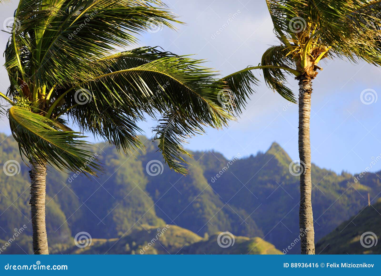 Palm Trees with Mountains in the Background Stock Photo - Image of ...