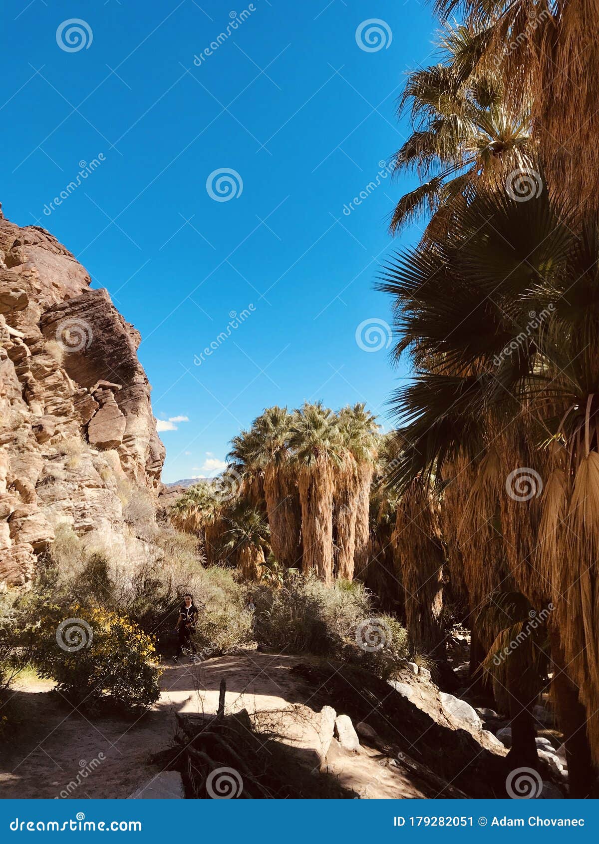 Palm trees and mountains stock image. Image of holiday - 179282051