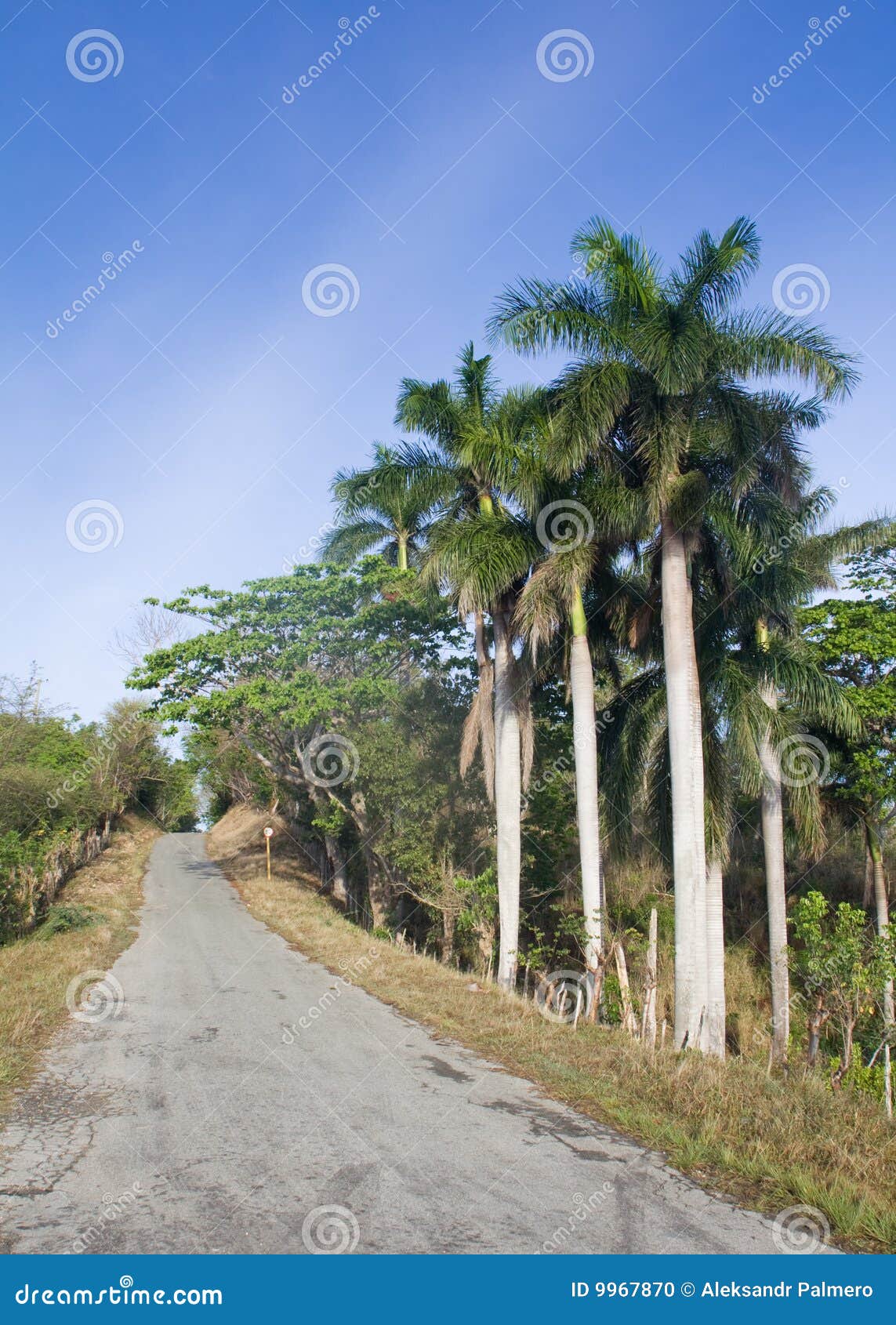 Palm Trees Near A Country Road Stock Photo - Image of green, plant: 9967870