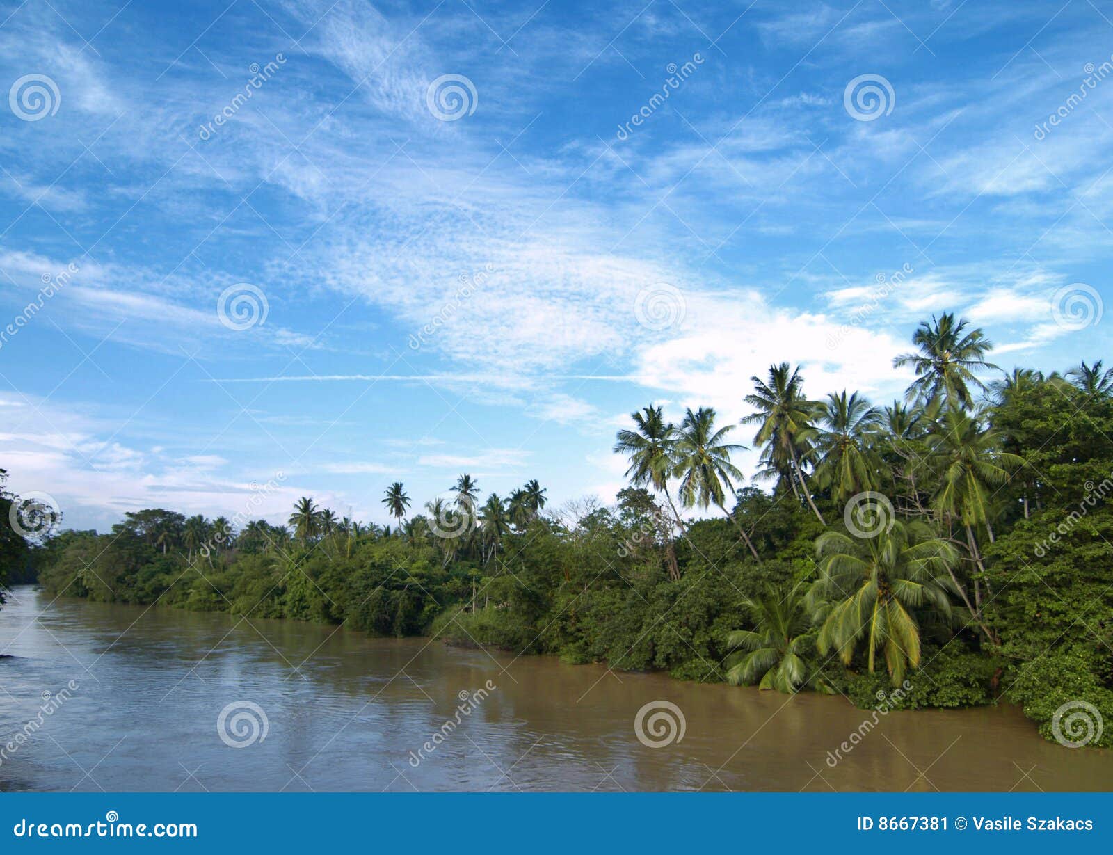 Palm trees near river stock image. Image of vegetation - 8667381