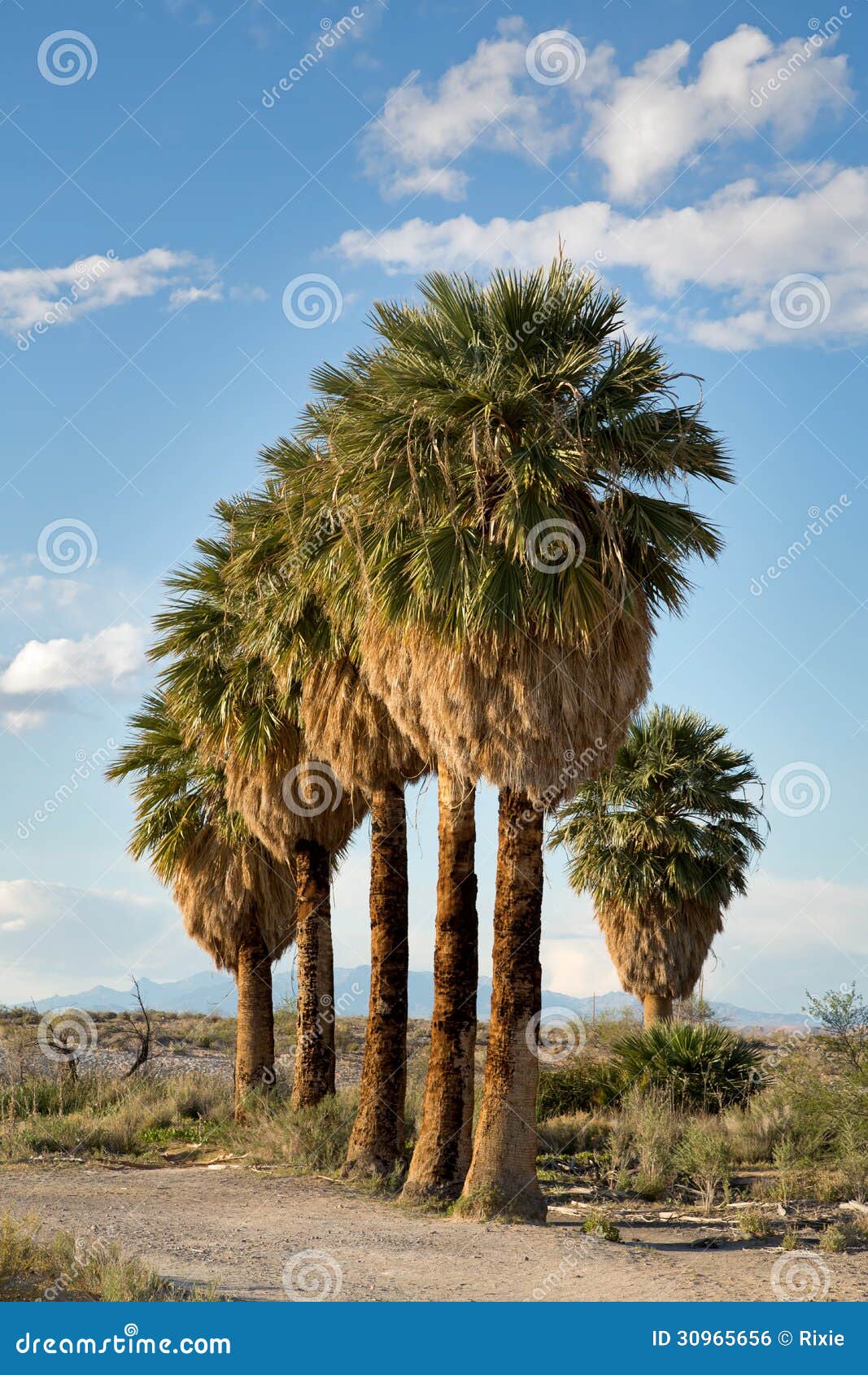 Palm trees stock photo. Image of exotic, palm, location - 30965656
