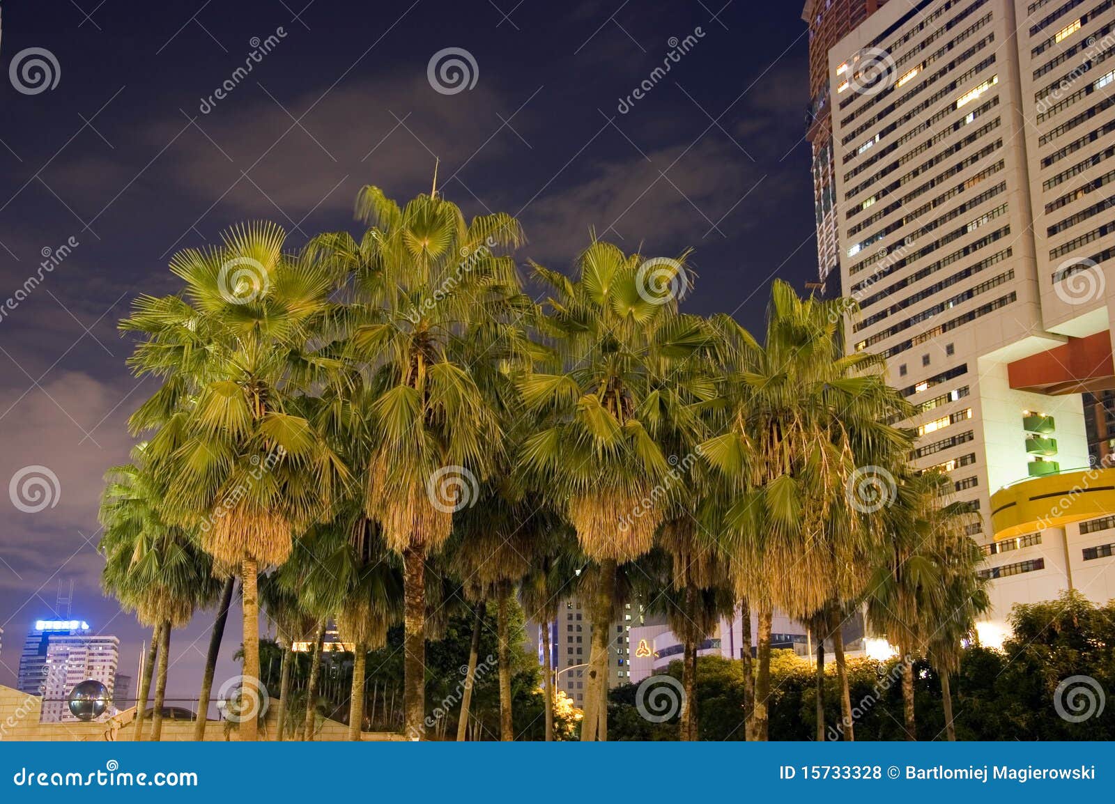 Palm trees by night stock photo. Image of china, city - 15733328