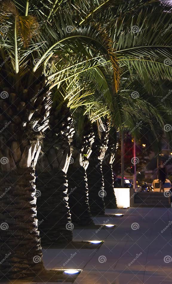 Palm trees at night stock image. Image of trees, riviera - 6035909