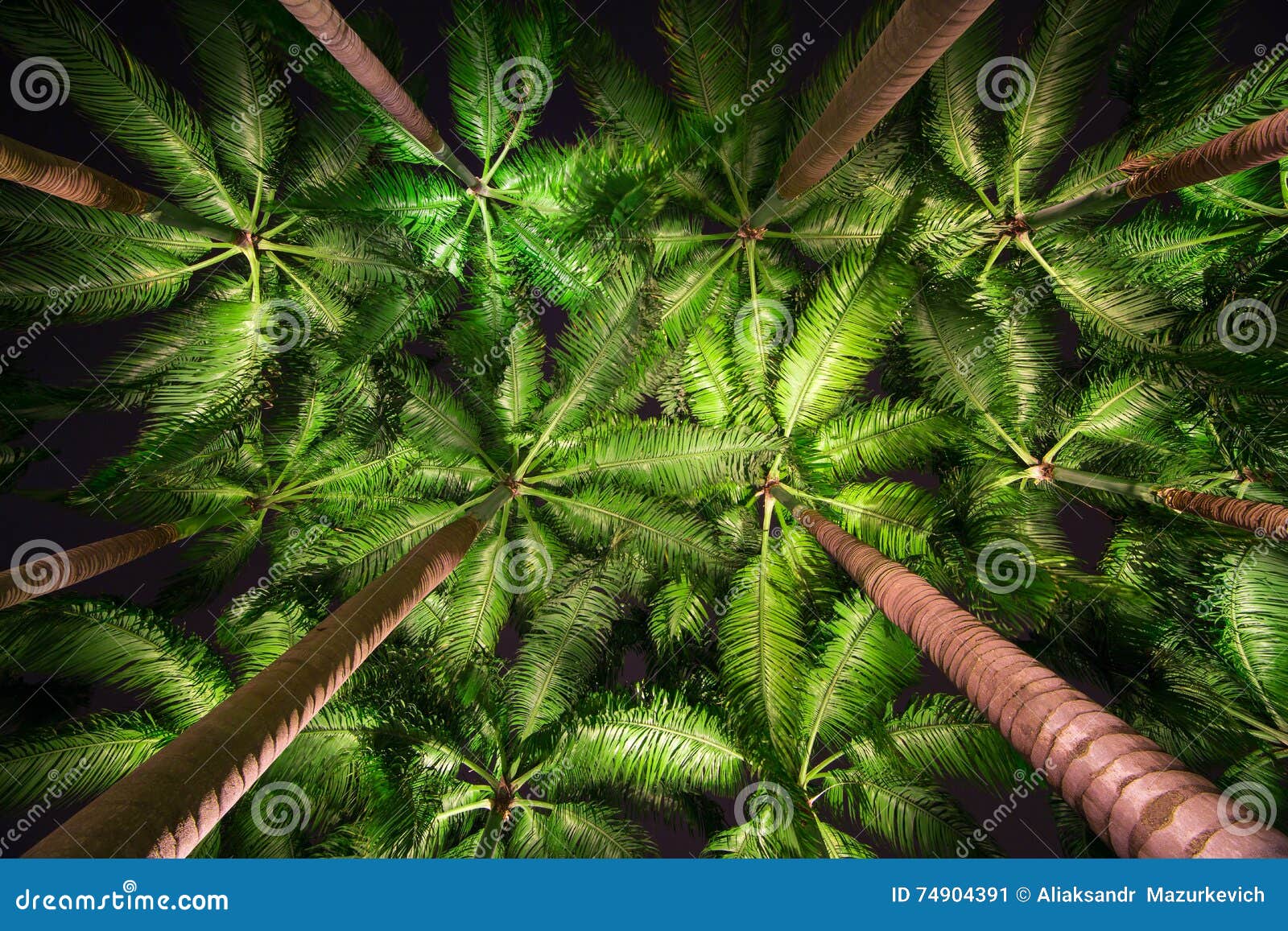 Palm trees at night stock image. Image of paradise, color - 74904391