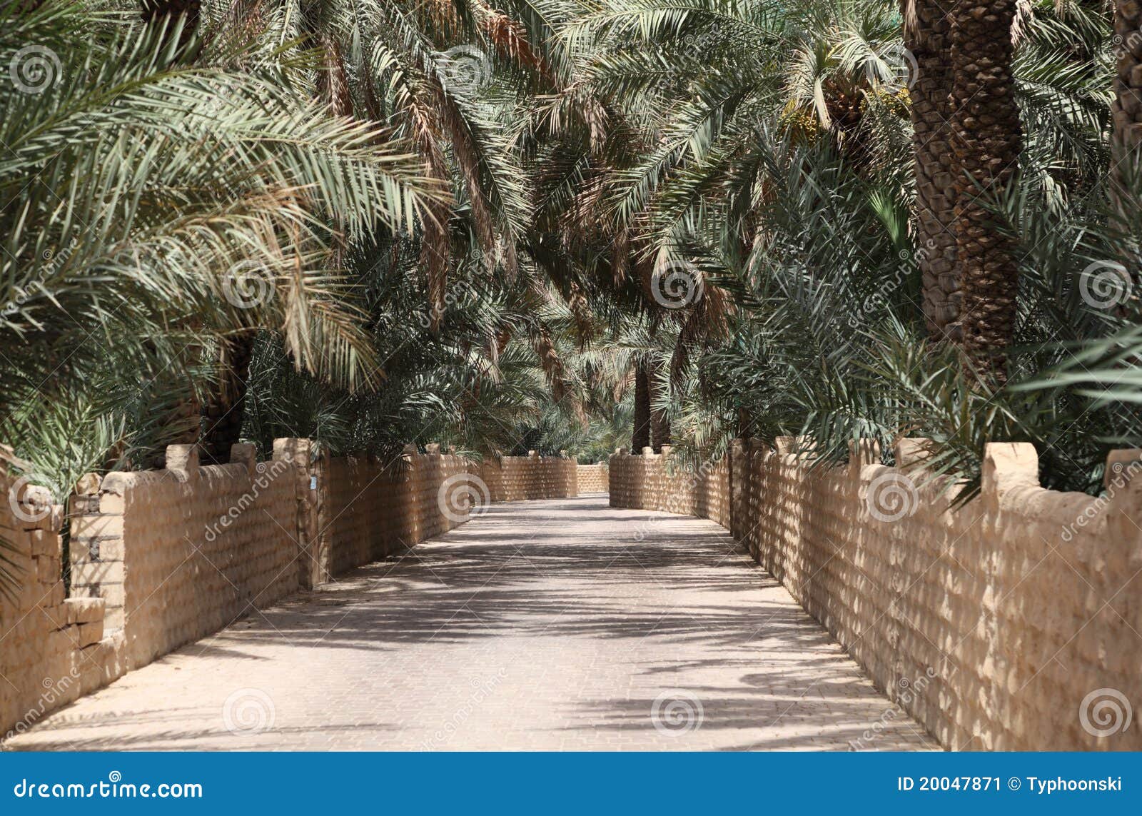 Palm Trees in an Oasis stock image. Image of summer, nature - 20047871