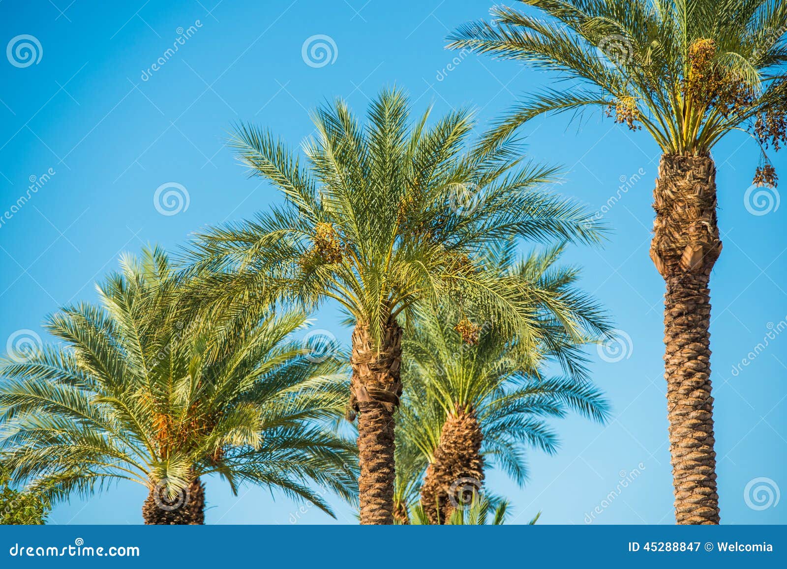 Palm Trees Oasis stock image. Image of genus, america - 45288847