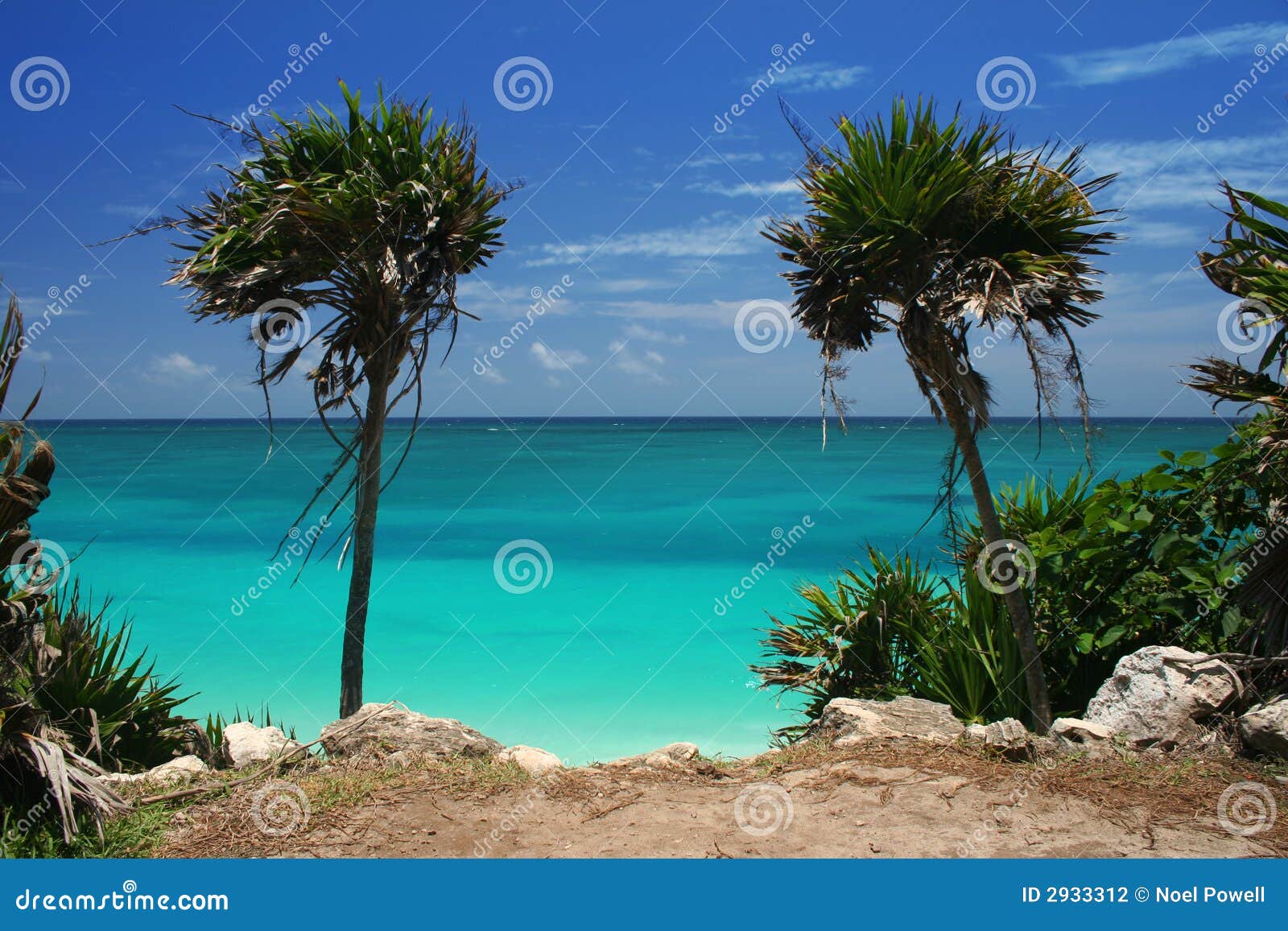 Palm Trees by Ocean stock photo. Image of tropical, coast - 2933312