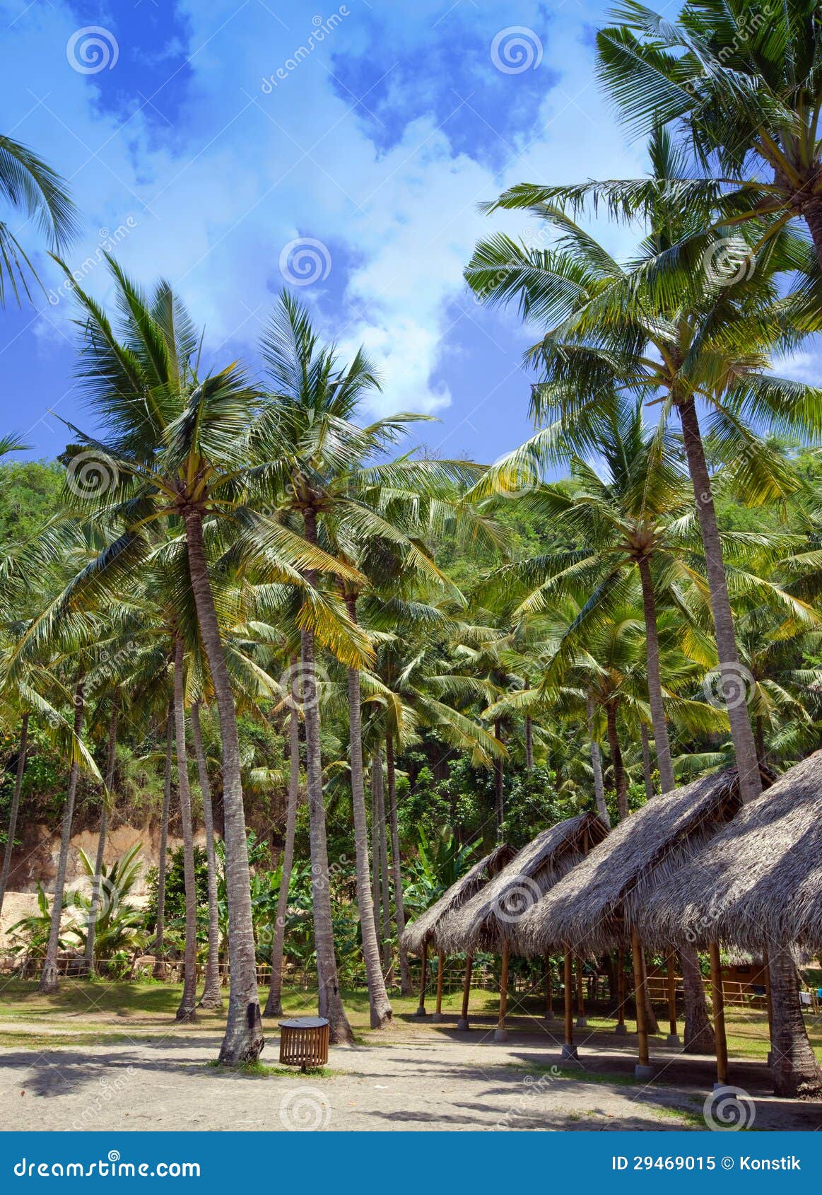 Palm Trees on an Ocean Coast. Indonesia. Bali Stock Image - Image of ...