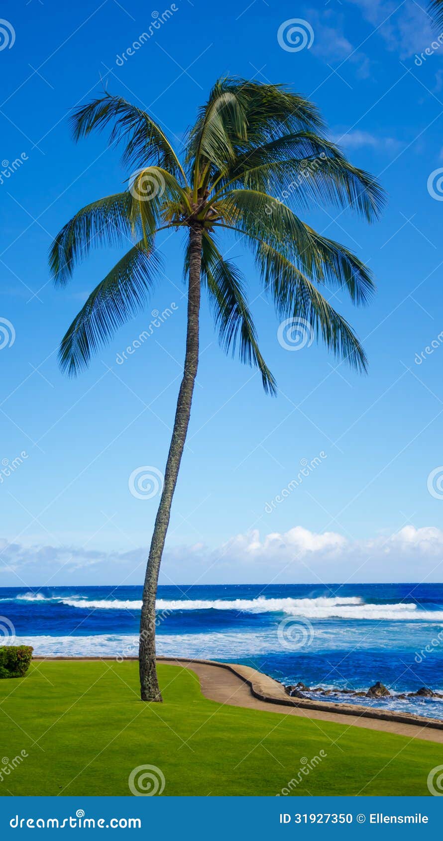 Palm trees by the ocean stock photo. Image of idyllic - 31927350