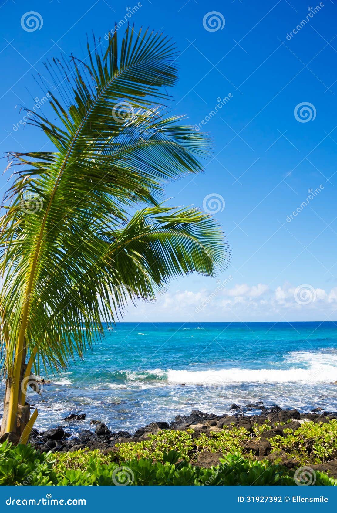Palm trees by the ocean stock photo. Image of pacific - 31927392