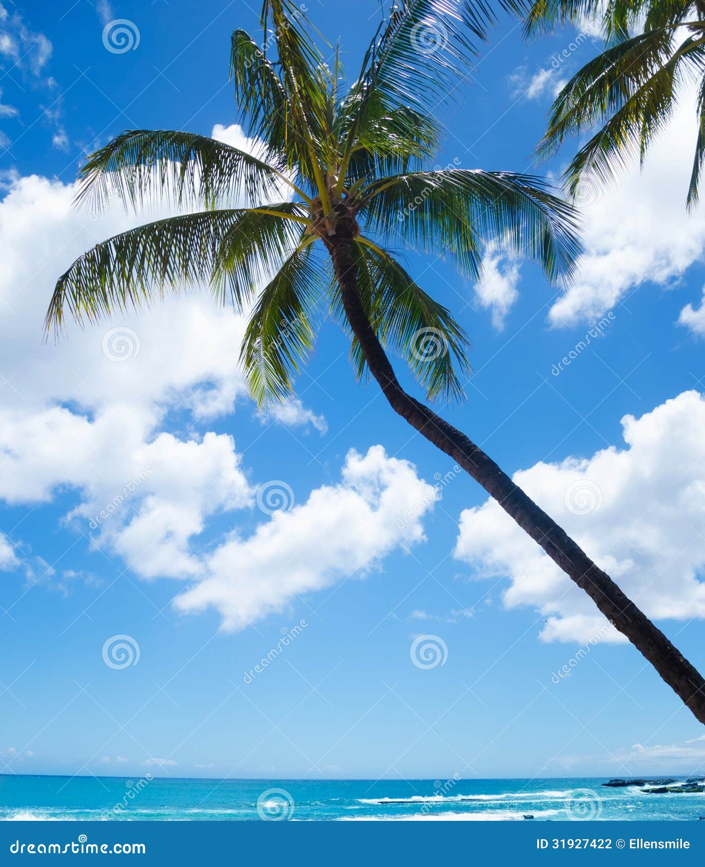 Palm trees by the ocean stock photo. Image of pacific - 31927422