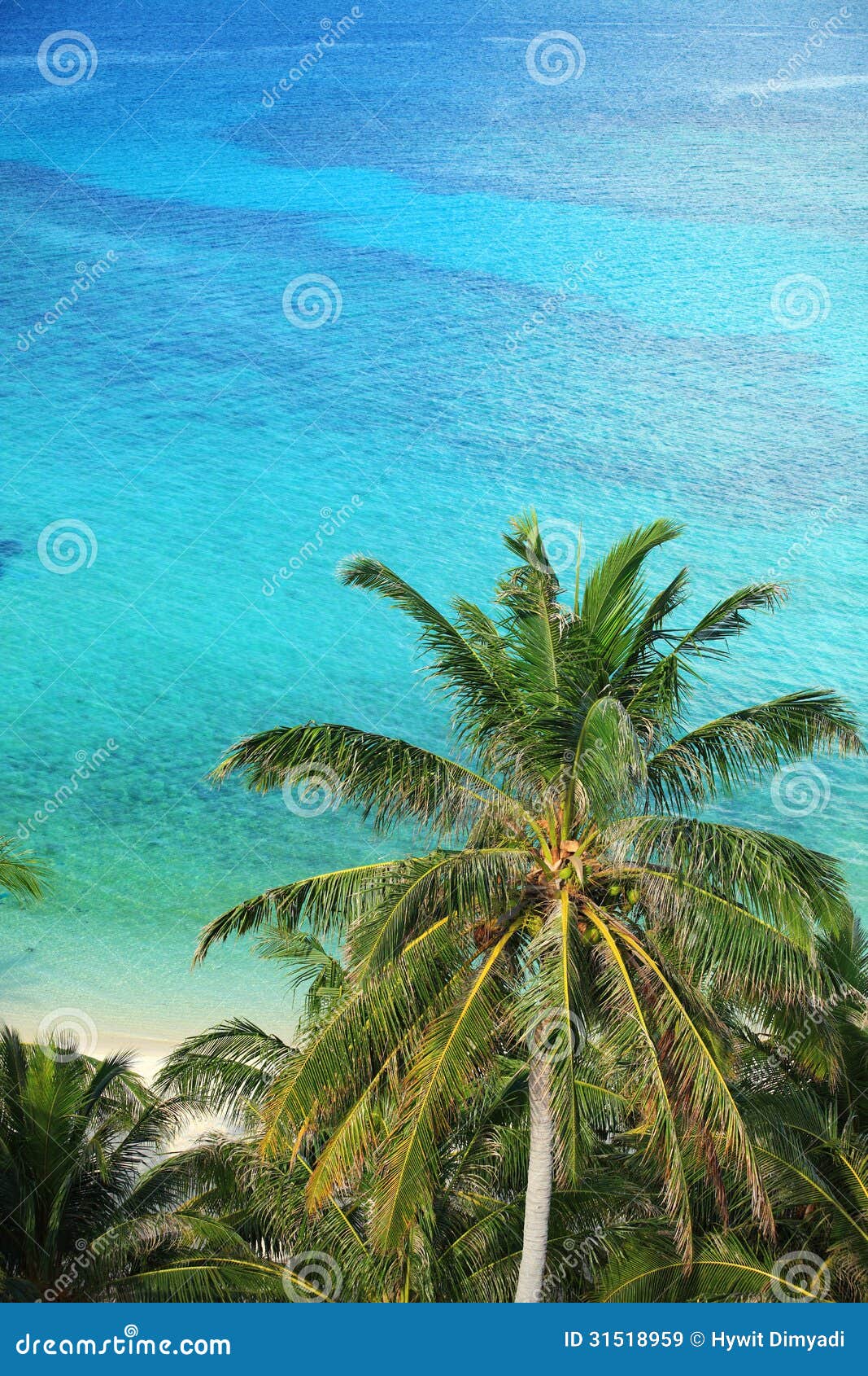 Palm trees and ocean stock image. Image of getaway, destination - 31518959