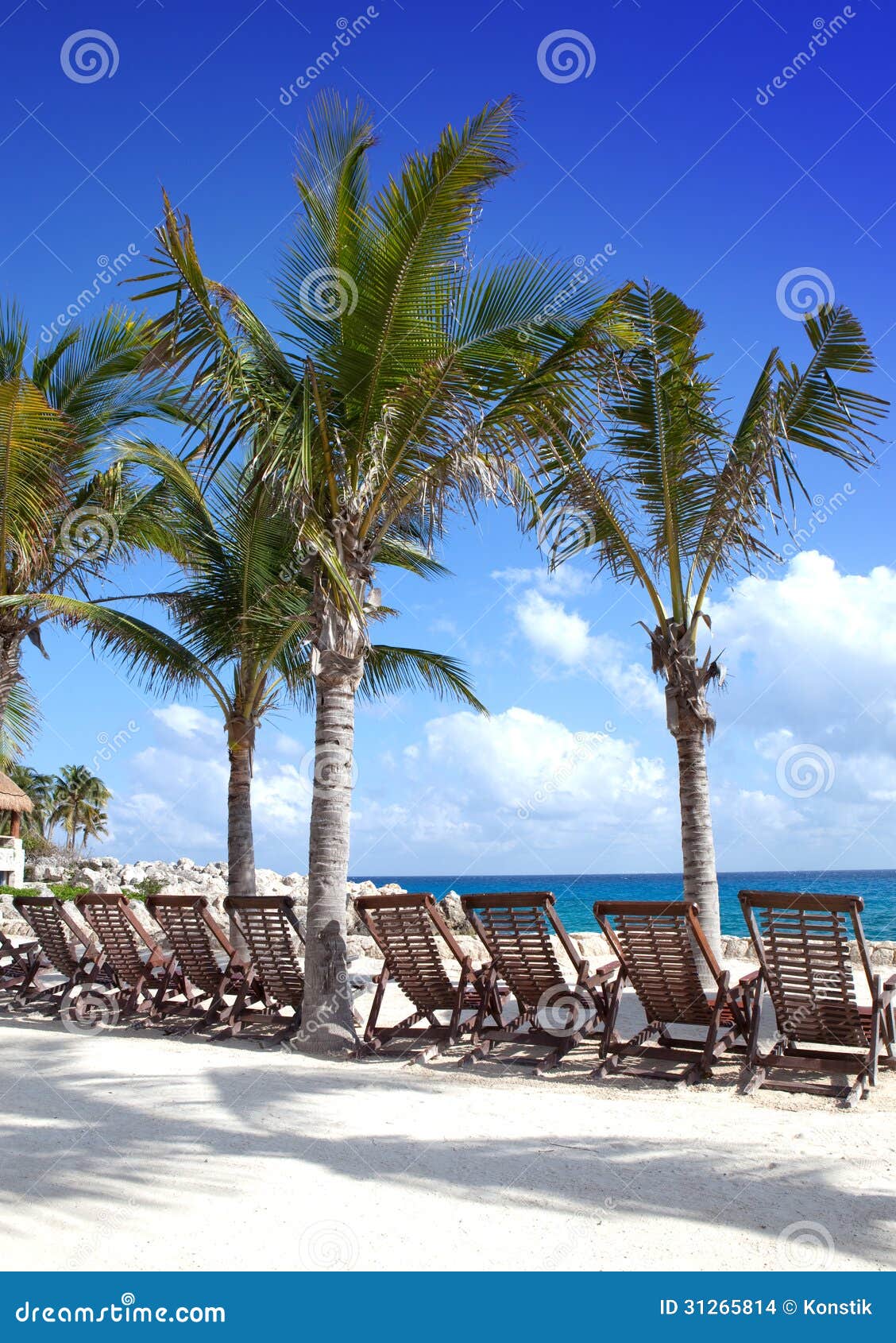 Palm Trees on Oceanside.Landscape in a Sunny Day Stock Photo - Image of ...