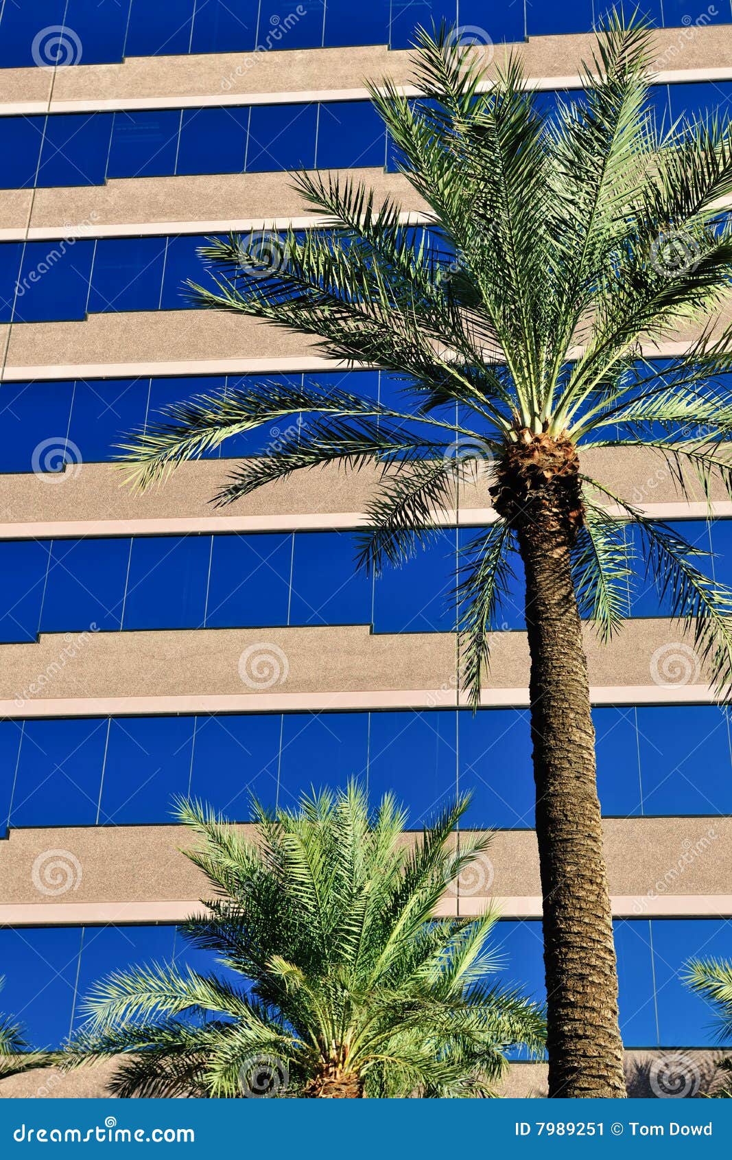 Palm Trees and Office Building Stock Image - Image of high, horizontal ...