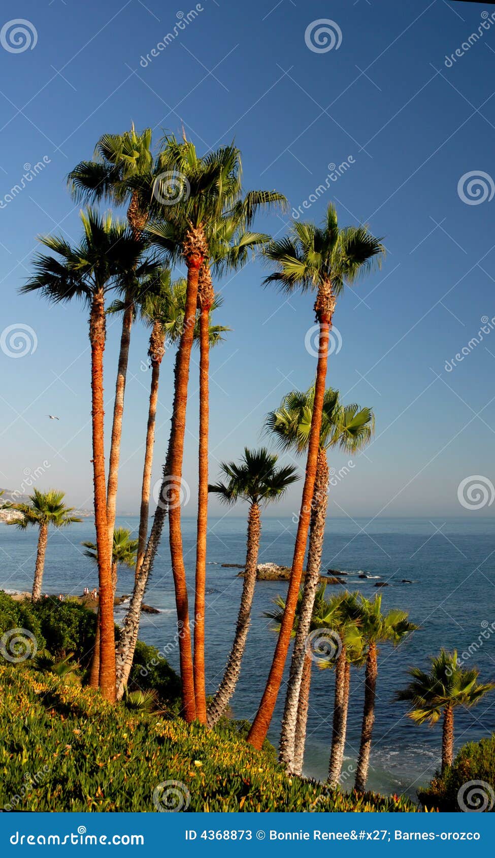 Palm Trees in Orange County Stock Image - Image of orange, outdoors ...