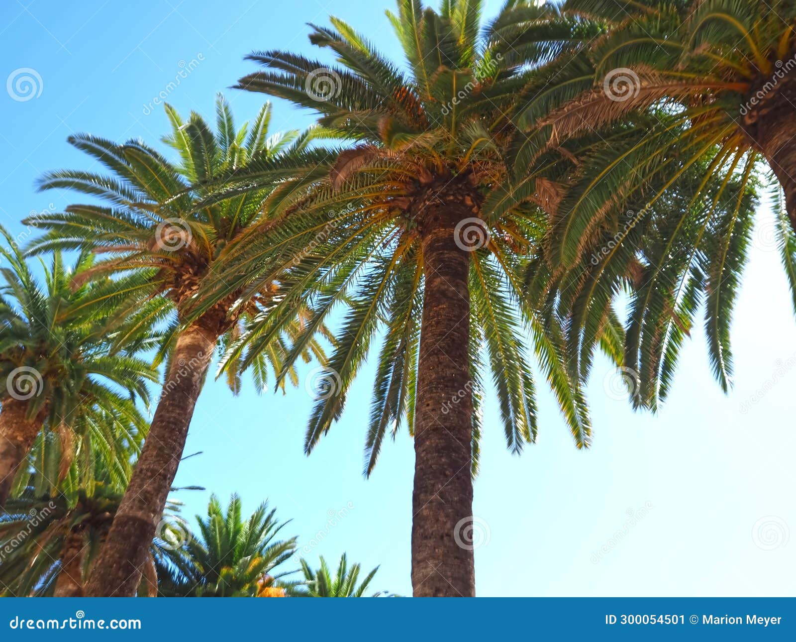 Palm Tree with Orange Dates Isolated with Blue Sky Stock Image - Image ...