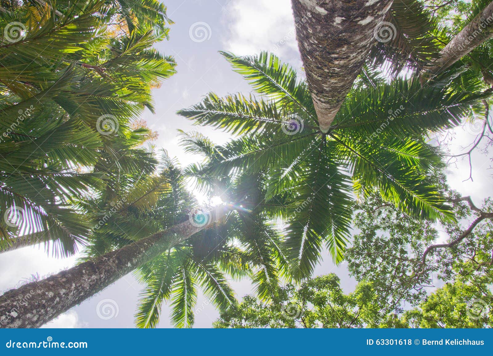 Palm Trees Over the Blue Sky Stock Photo - Image of branch, outdoor ...