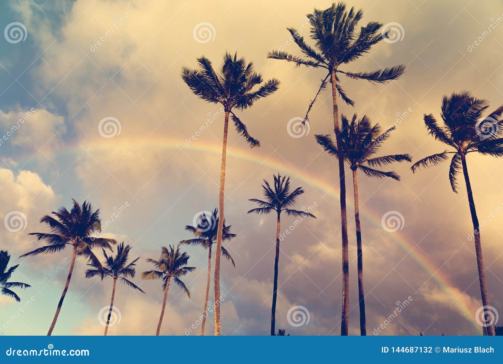 Palm Trees Over Sky with Rainbow Stock Photo - Image of summer, water ...