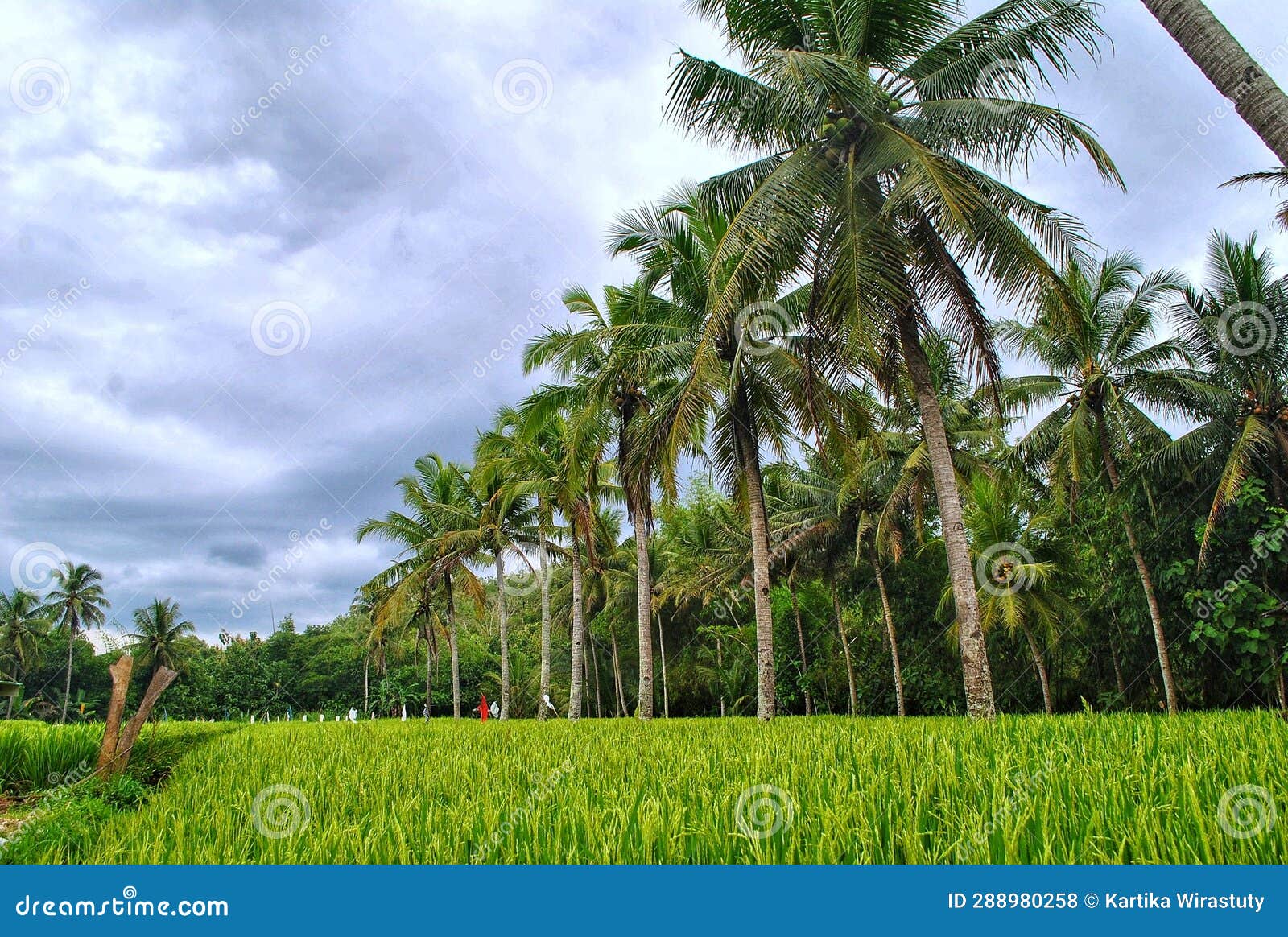 Palm trees on paddy field stock photo. Image of clouds - 288980258