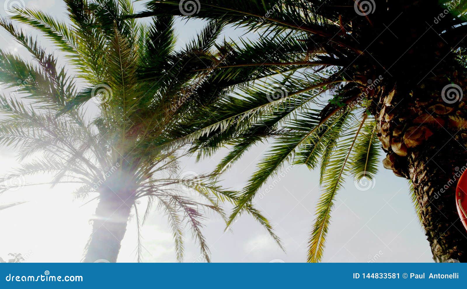 Short palms just above stock image. Image of coloured - 144833581