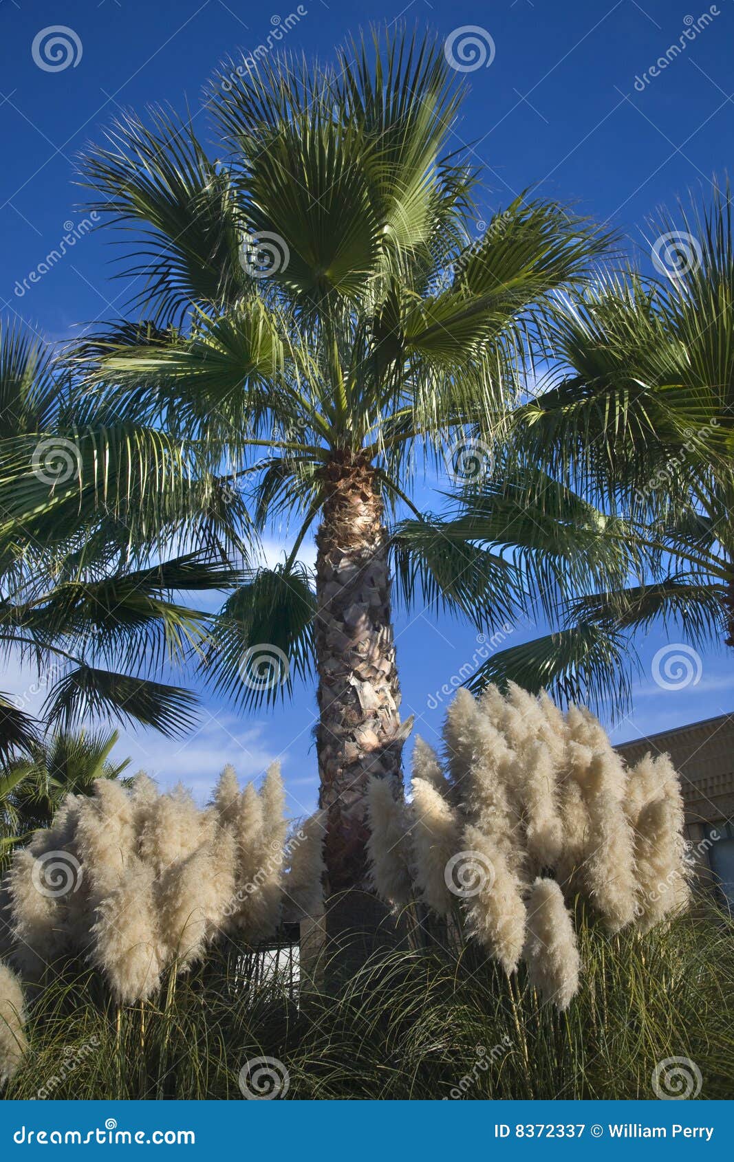 Palm Trees Pampas Grass Napa California Stock Image - Image of tropical ...