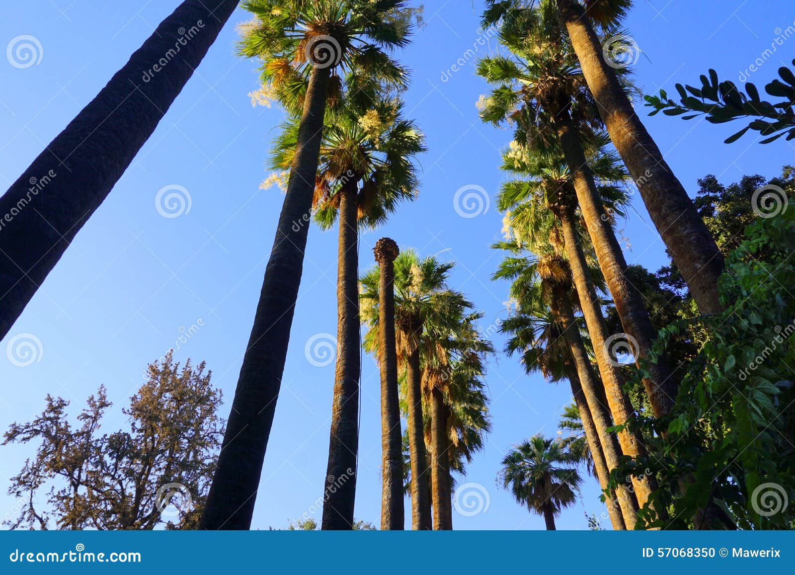 Palm trees stock photo. Image of wave, palm, tourism - 57068350