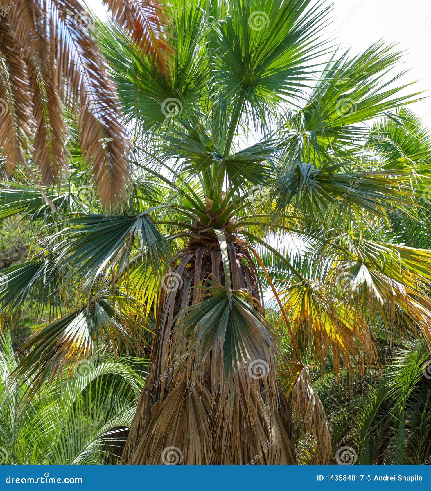 Palm Trees in the Park. Subtropical Climate Stock Image - Image of ...