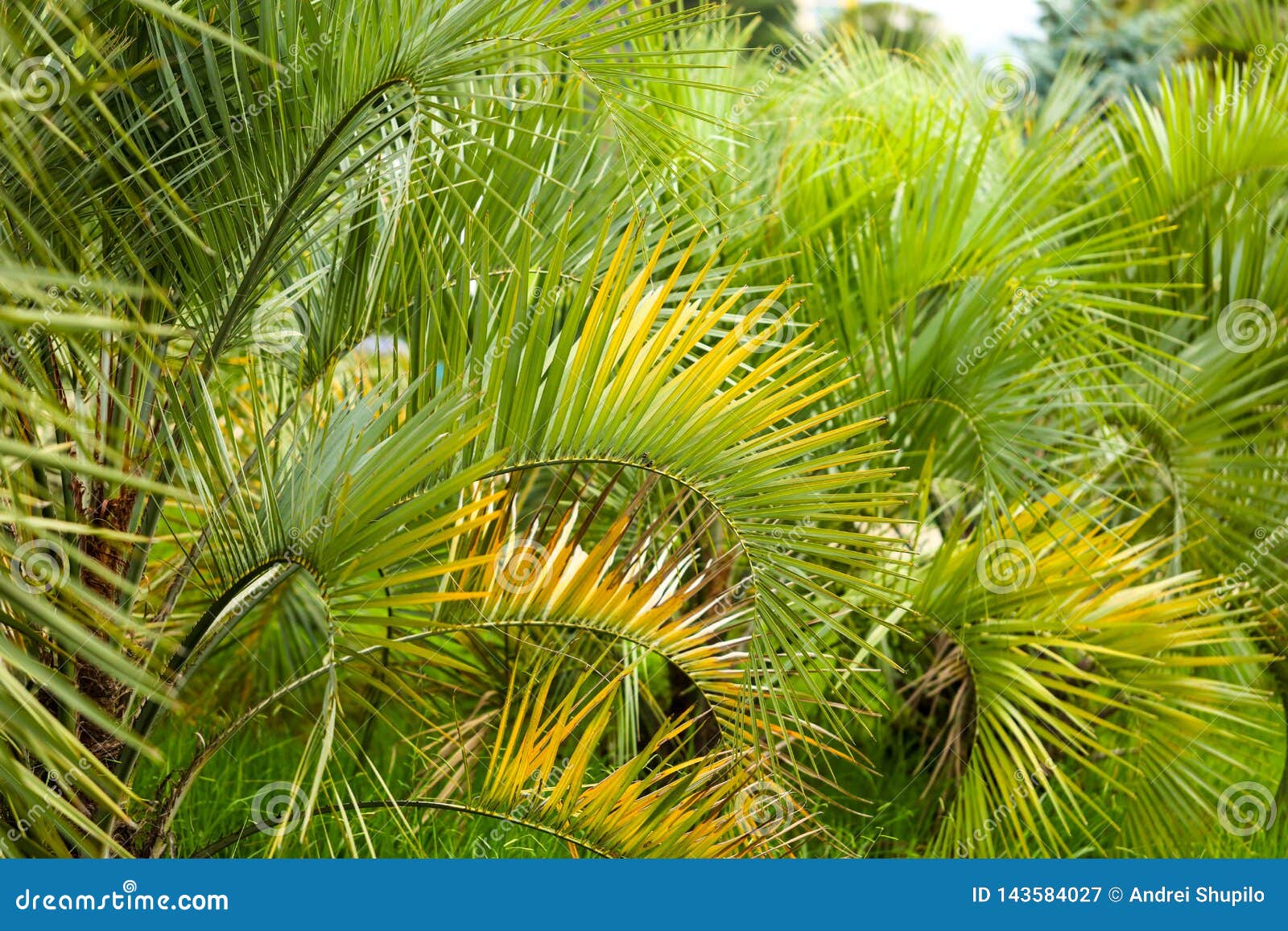 Palm Trees in the Park. Subtropical Climate Stock Image - Image of ...
