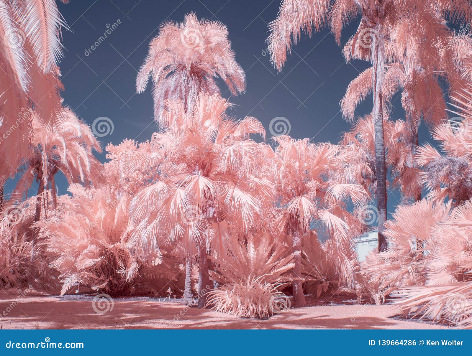 Palm Trees in Pastel Infrared Color Stock Photo - Image of tranquil ...