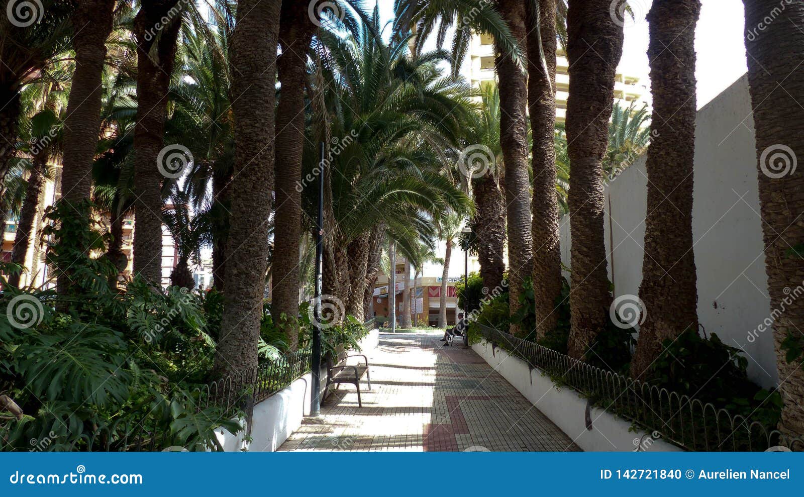 Path with palm trees editorial image. Image of path - 142721840