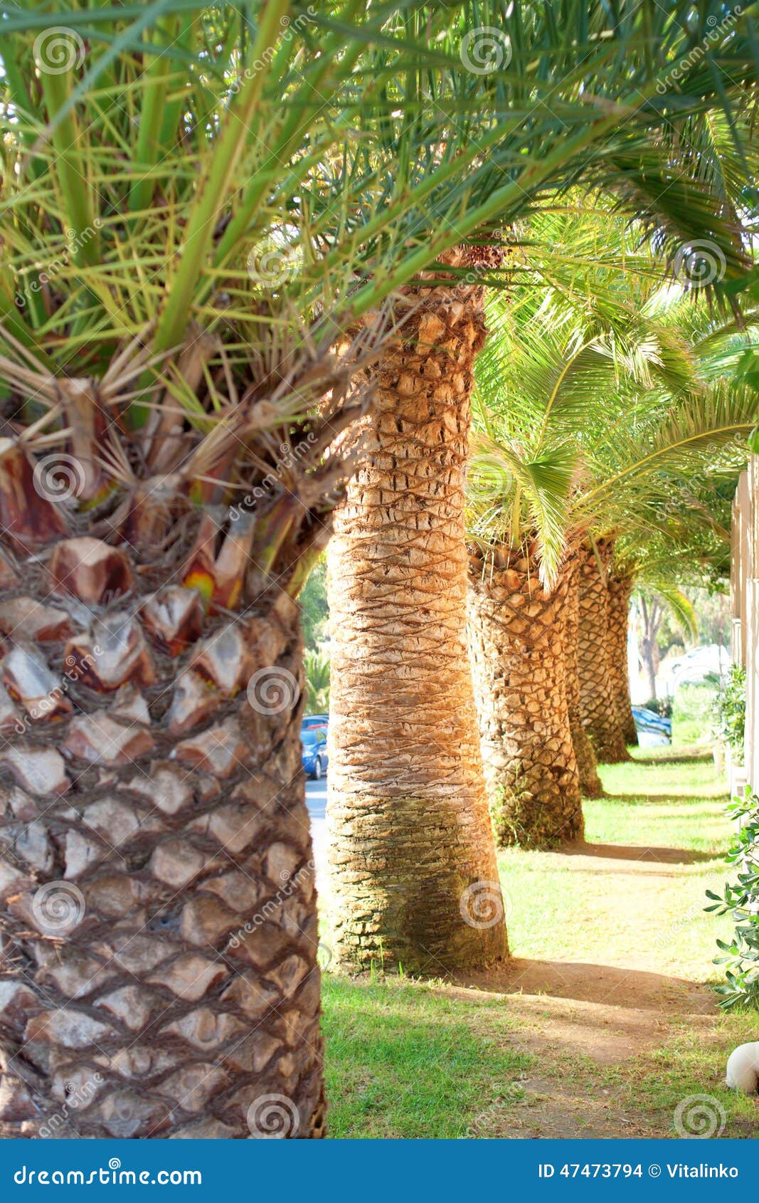 Palm Trees and a Path on Sunny Day Stock Photo - Image of coconut ...