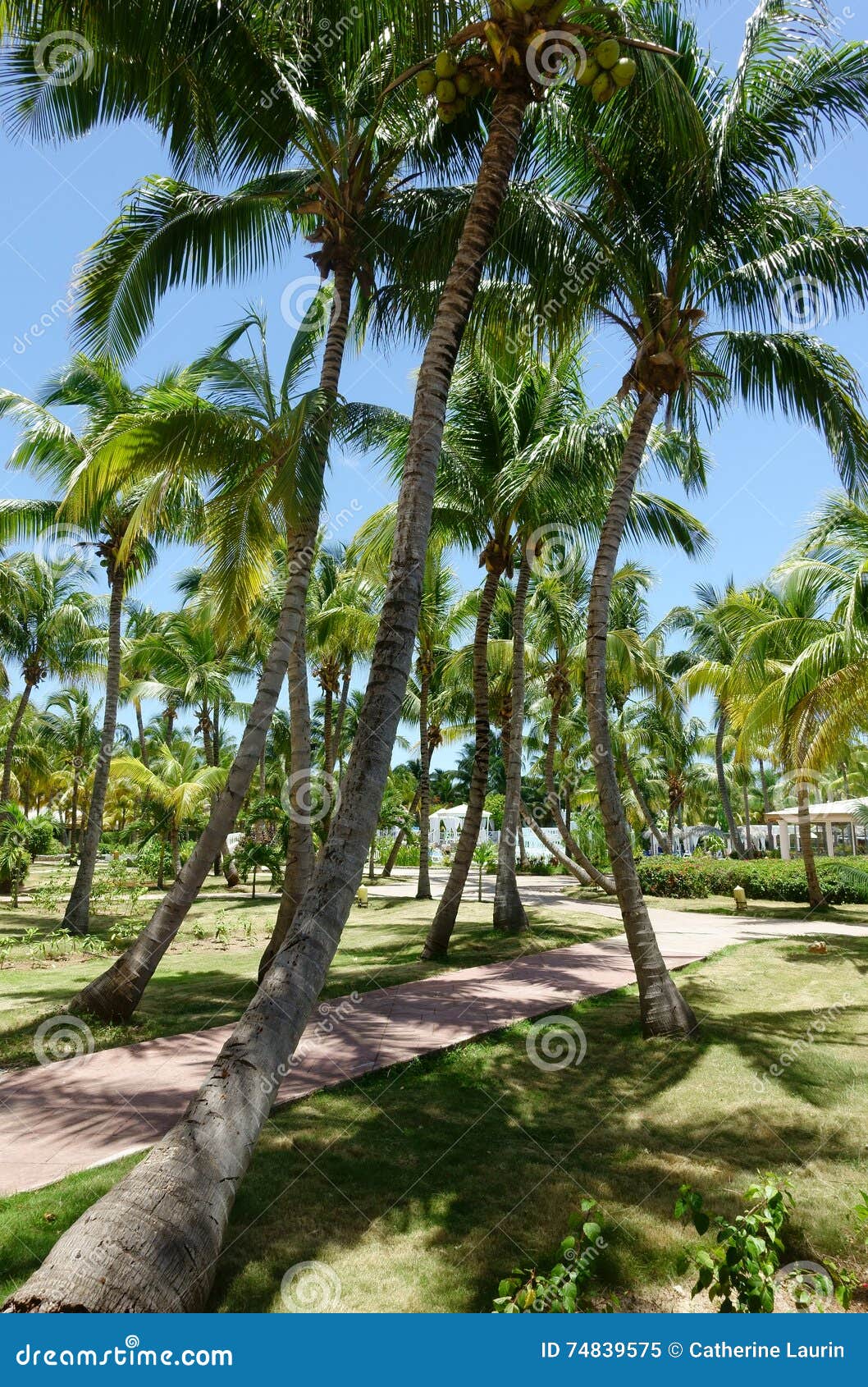 Palm trees and path stock image. Image of pathway, palm - 74839575