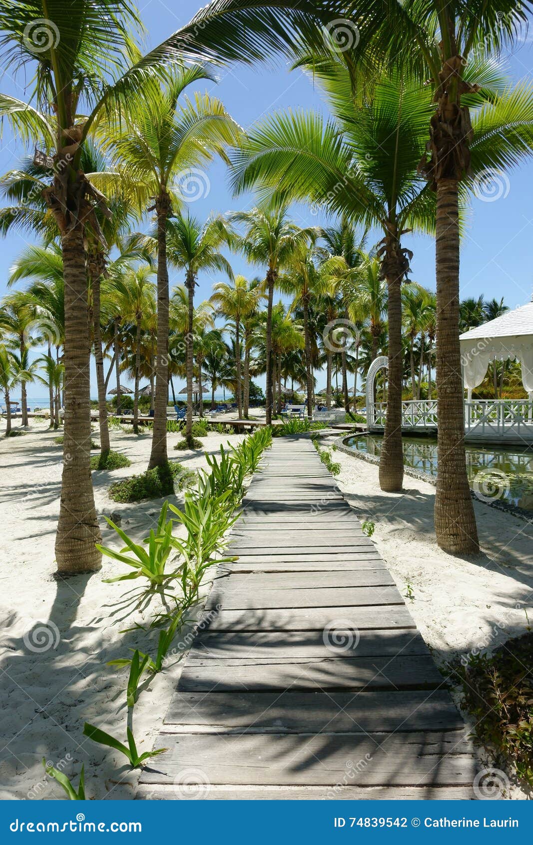 Palm trees and path stock photo. Image of resort, travel - 74839542