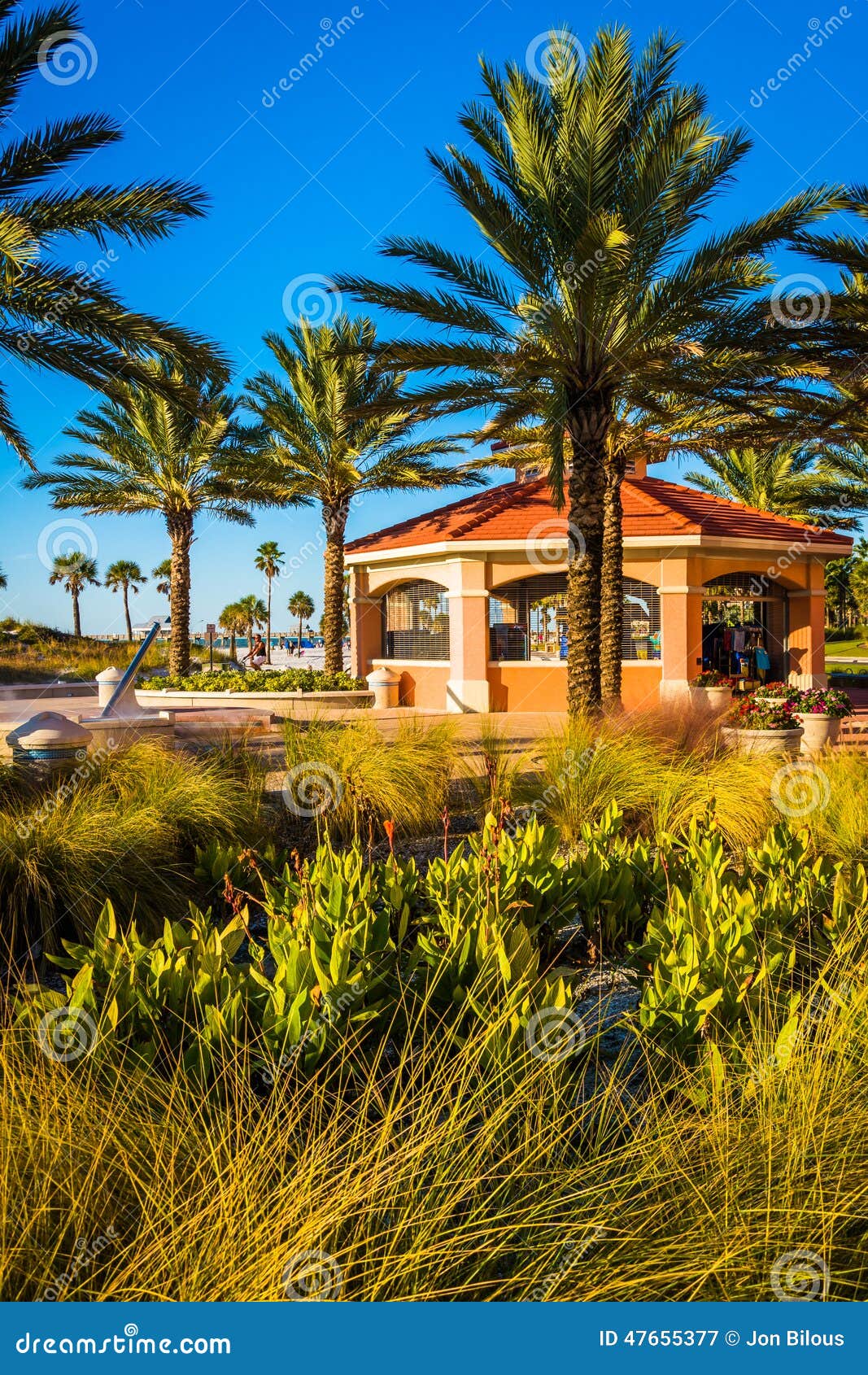 Palm Trees and Pavilion in Clearwater Beach, Florida. Stock Image ...