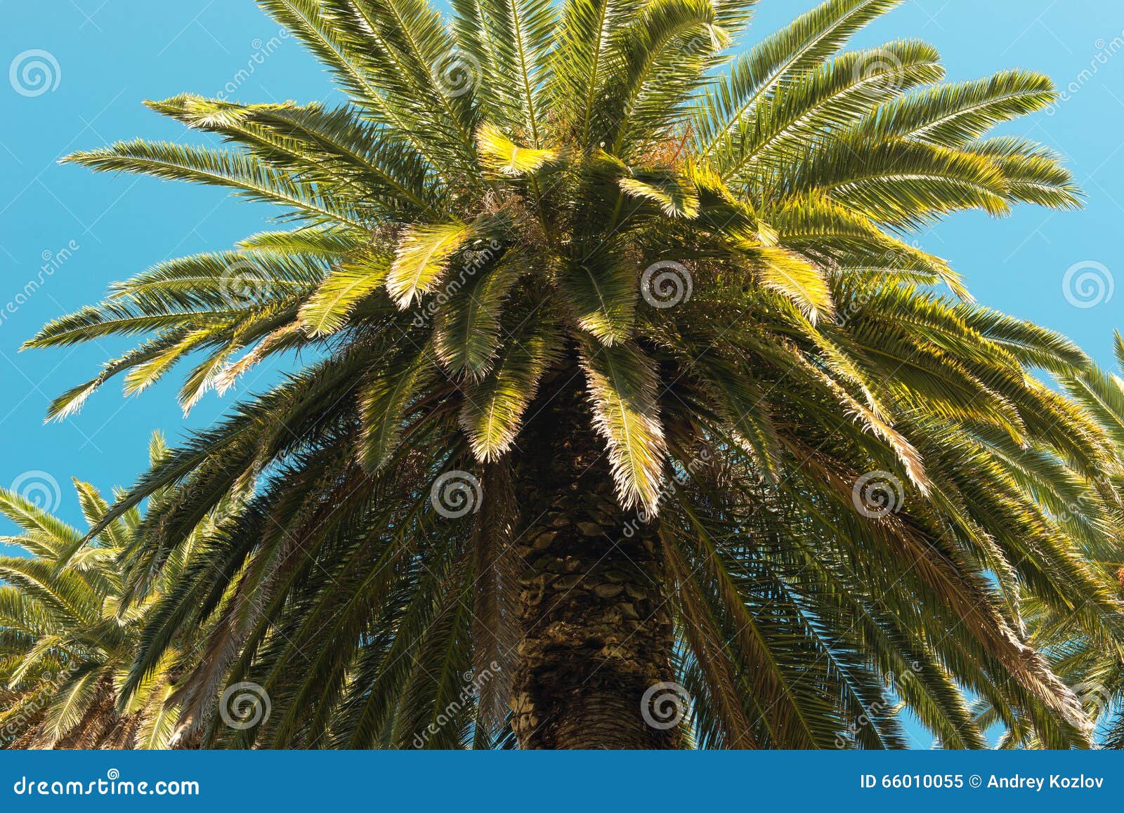 Palm Trees - Perfect Palm Trees Against a Beautiful Blue Sky Stock ...