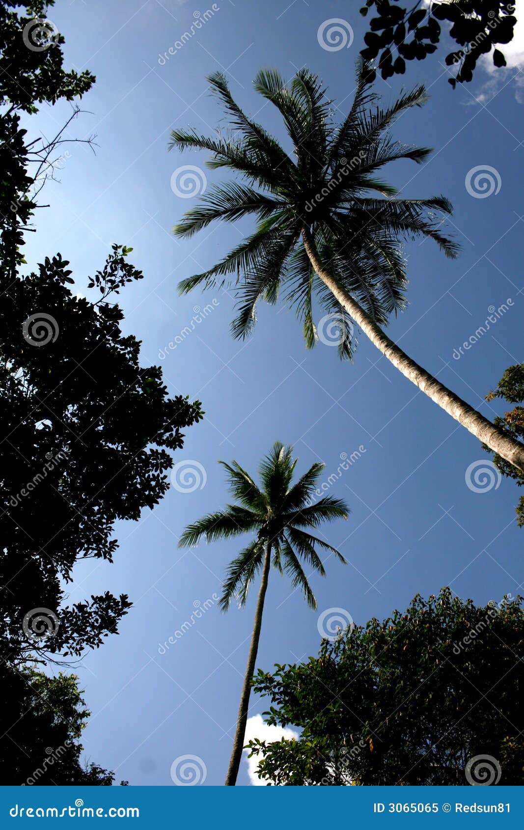 Palm trees perspective stock image. Image of clear, natural - 3065065
