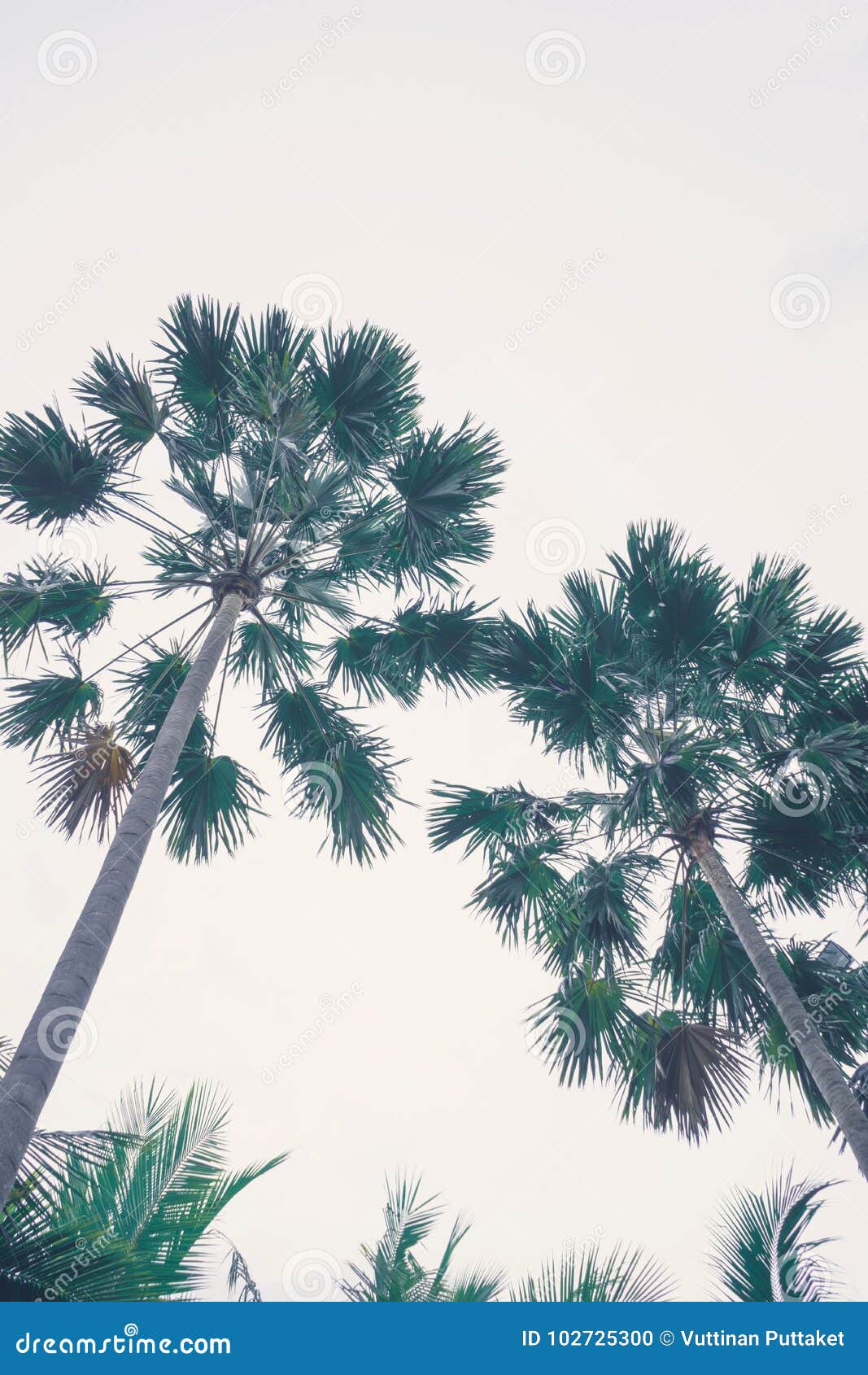 Palm trees stock photo. Image of silhouette, vacation - 102725300