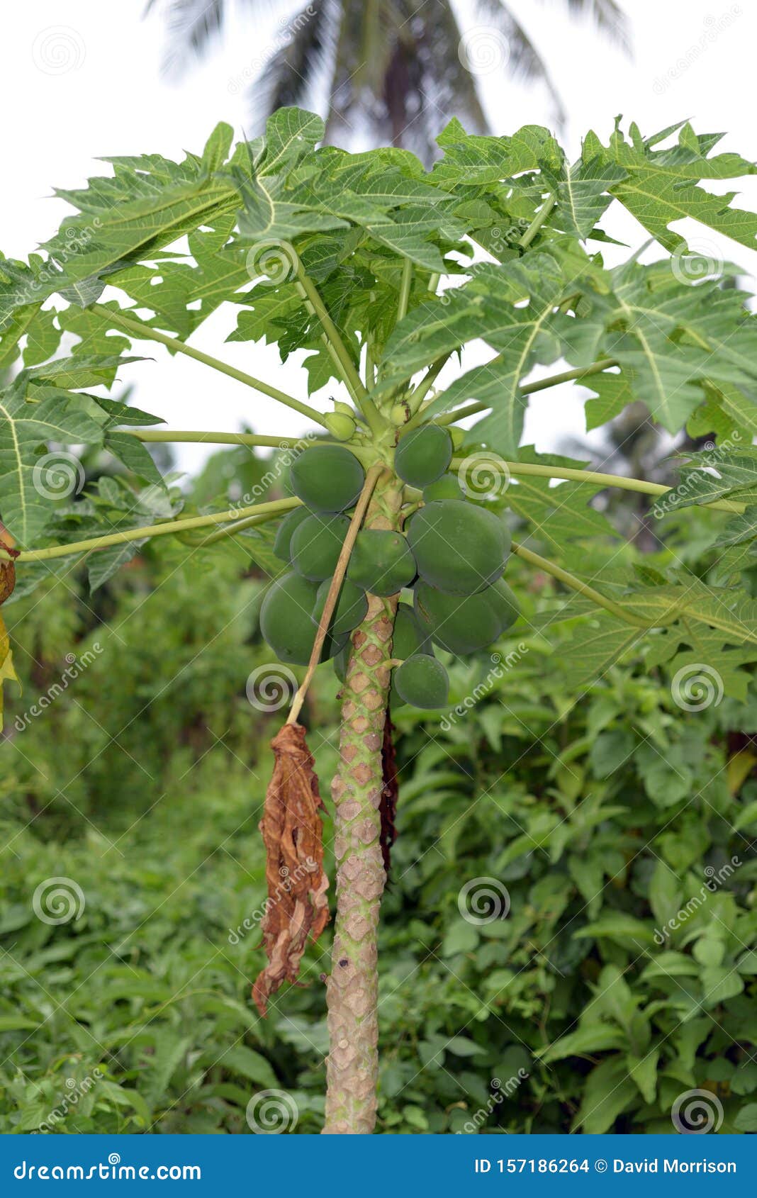 Small jungle palm tree stock photo. Image of vacation - 157186264