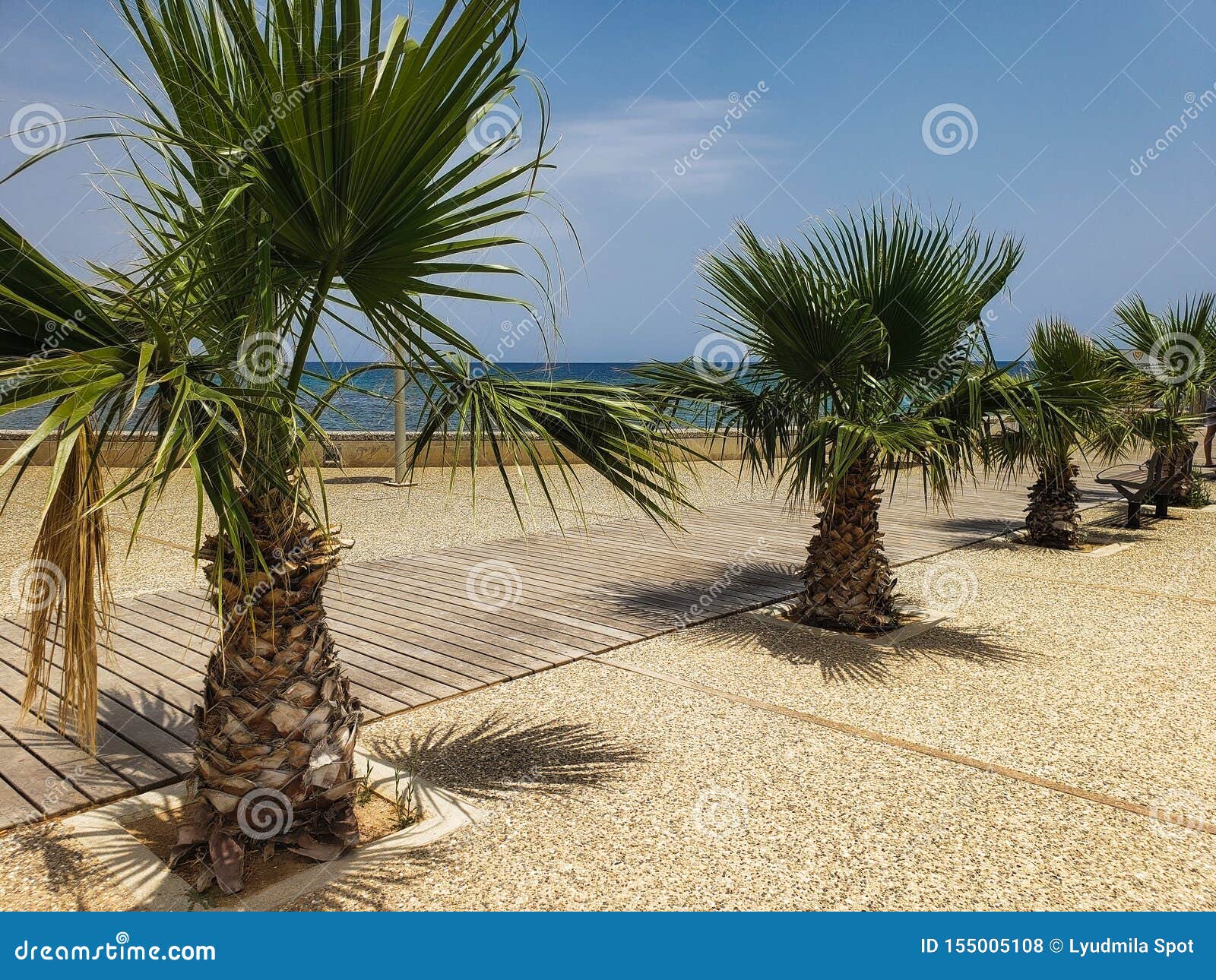 Palm Trees on the Pier in Cyprus Stock Photo - Image of travel, beach ...