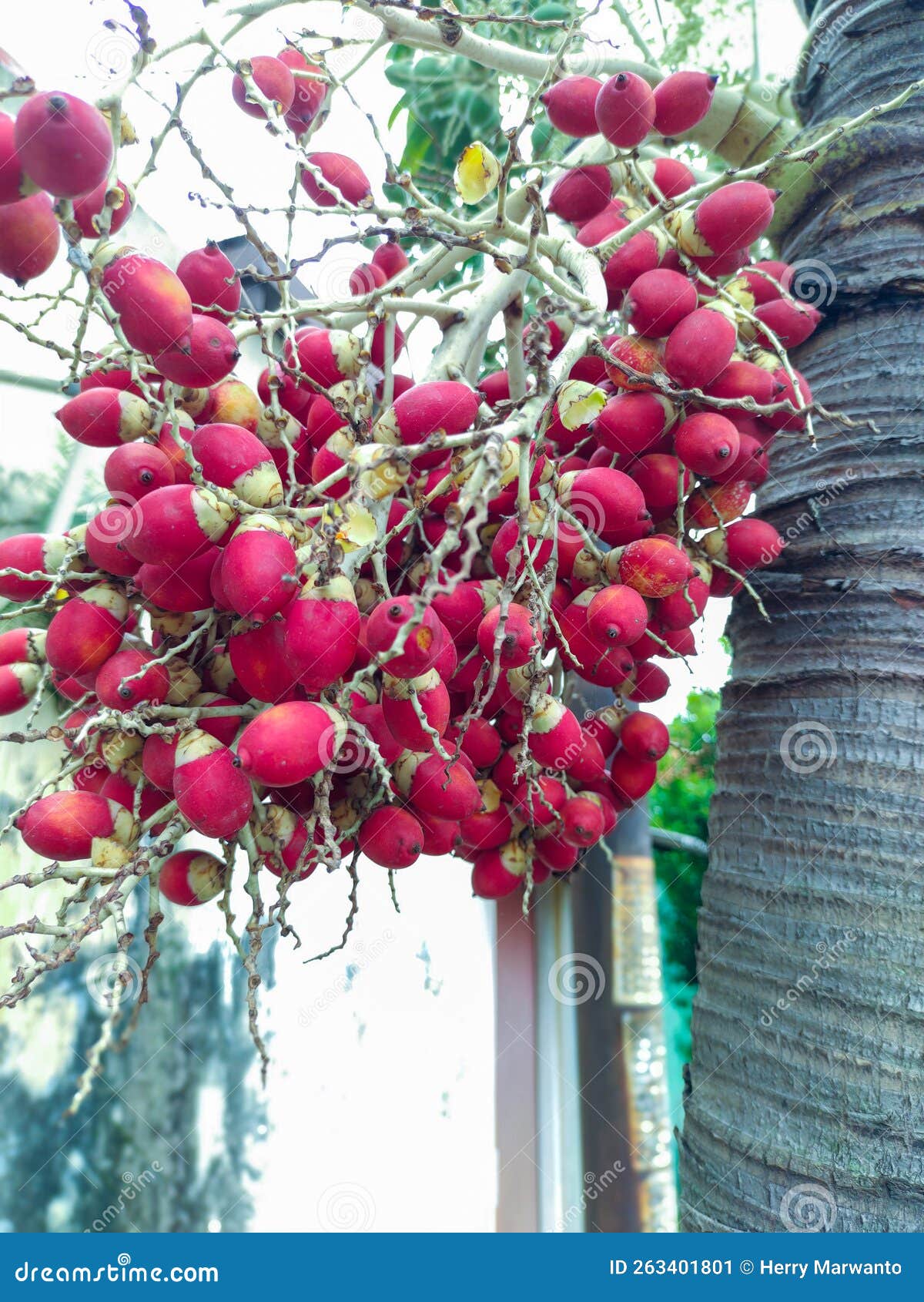 Red palm fruit stock image. Image of produce, vegetable - 263401801