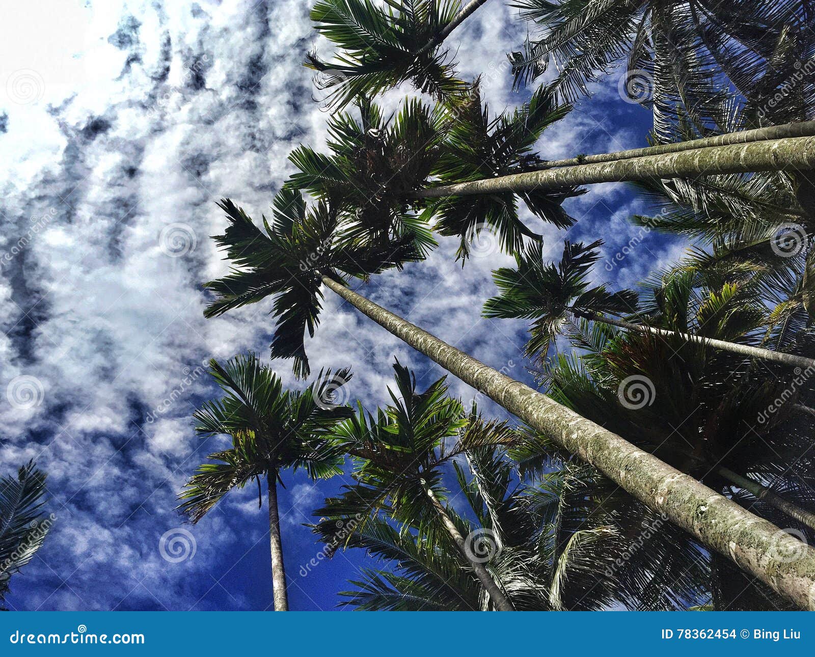 Palm trees point of view stock photo. Image of point - 78362454