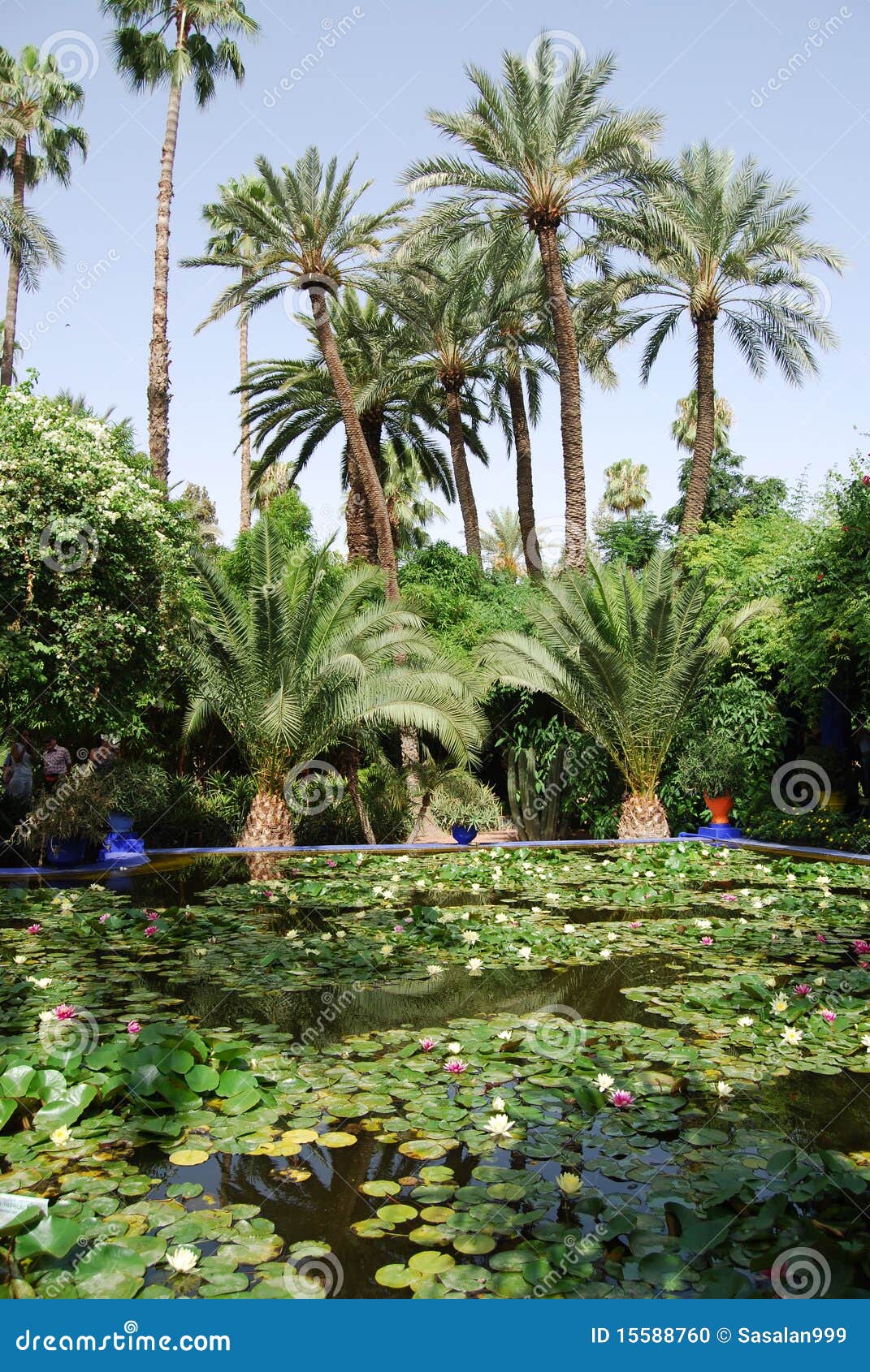 Palm Trees at Pond stock photo. Image of frond, nature - 15588760